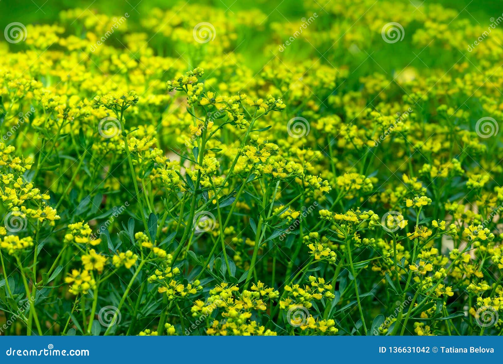 Ruda Común, Graveolens Del Ruta Foto de archivo - Imagen de ruina ...