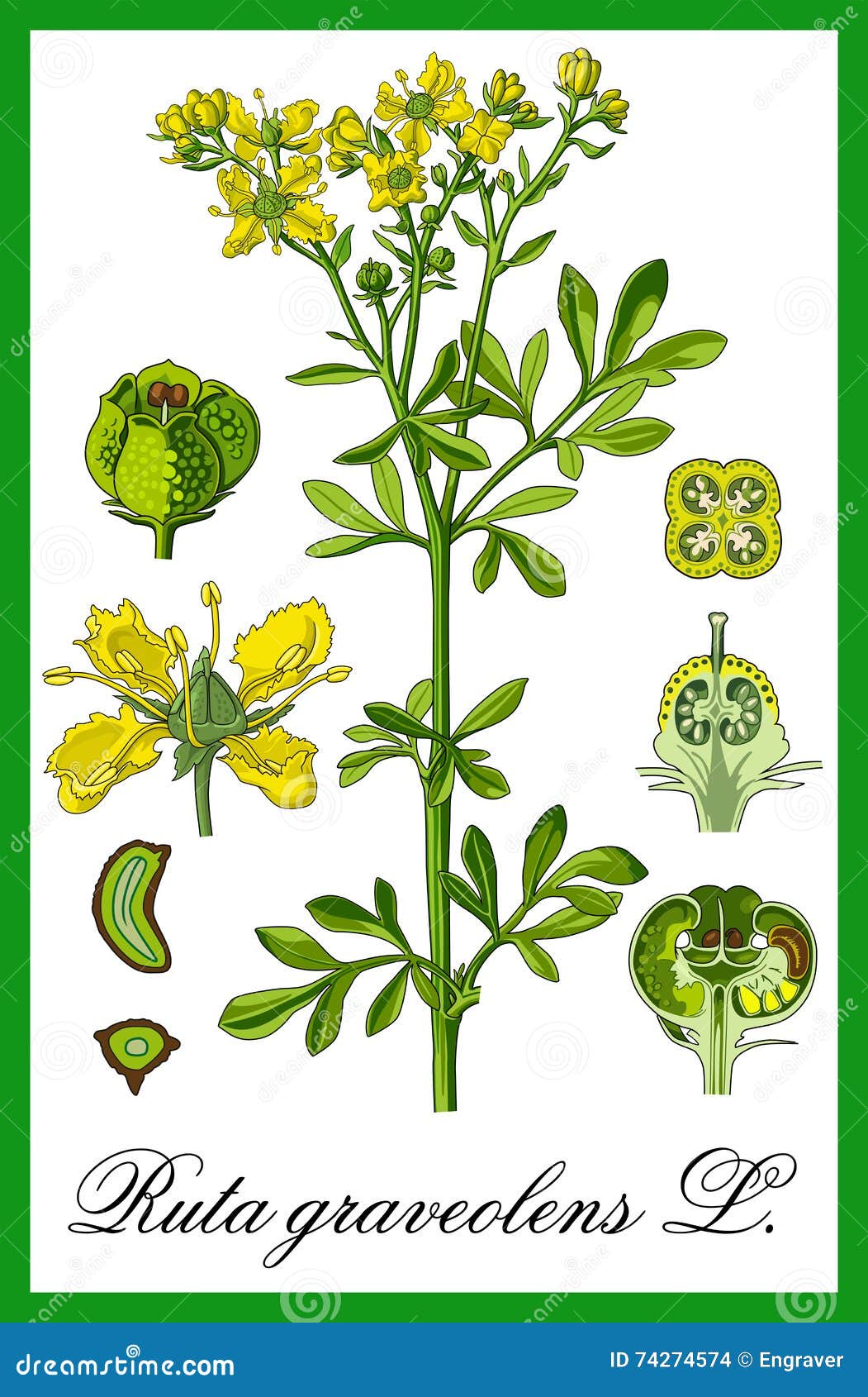 Ruda común herbaria ilustración del vector. Ilustración de aguafuerte ...