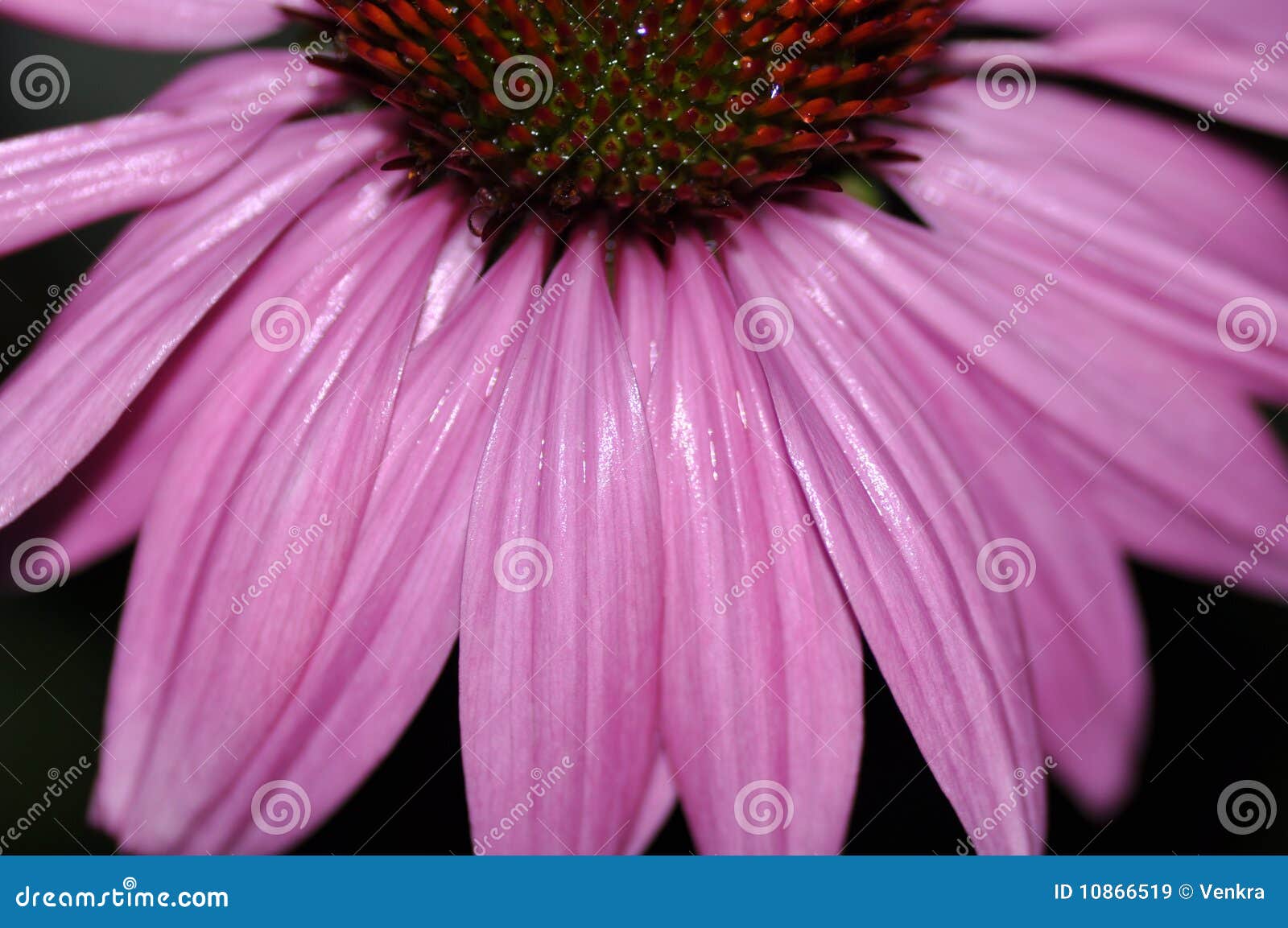 Rudbeckia stock image. Image of plant, petal, plants - 10866519