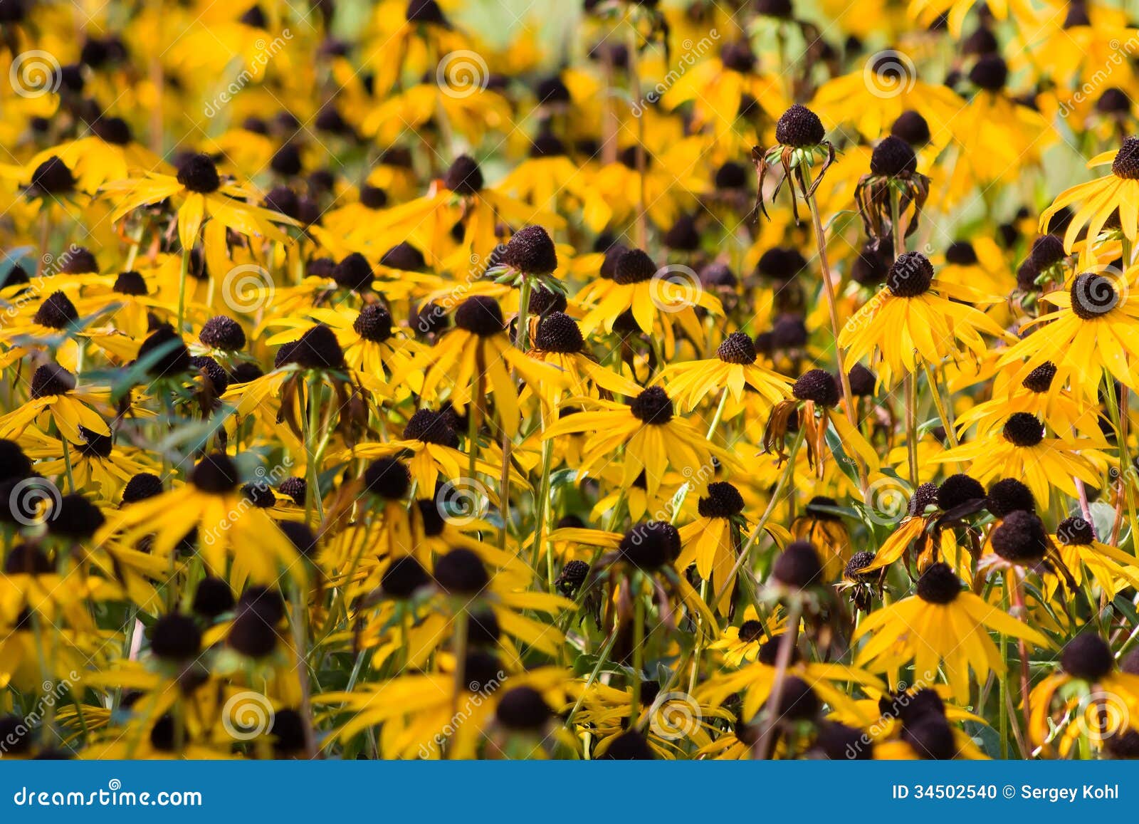 Rudbeckia bloom stock photo. Image of seed, plants, green - 34502540