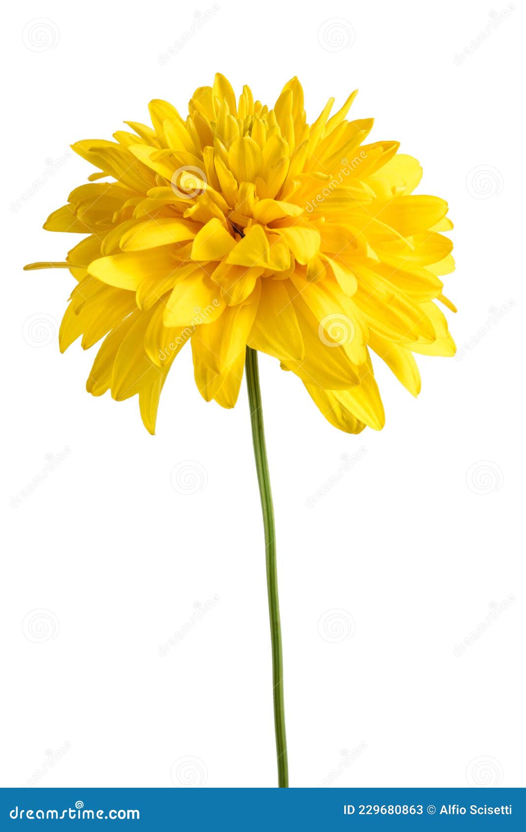 Rudbeckia Cutleaf Coneflower Stock Image - Image of rudbeckia, weed ...