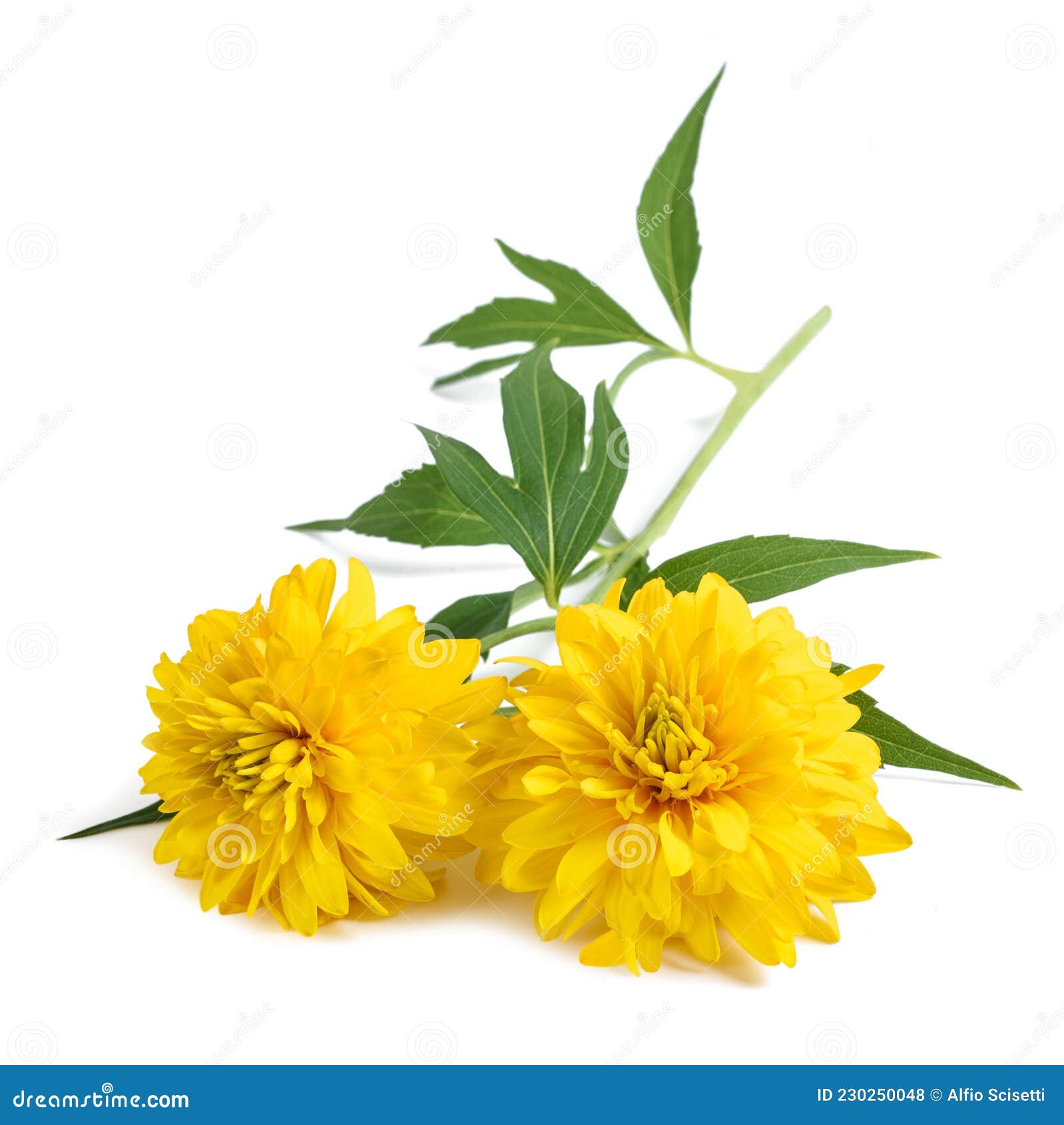 Cutleaf Coneflower Rudbeckia Laciniata Budding Yellow Flower Royalty ...