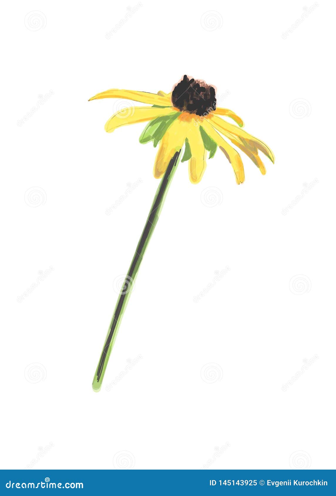 Rudbeckia Flower Line Art On Grey Cartoon Vector | CartoonDealer.com ...