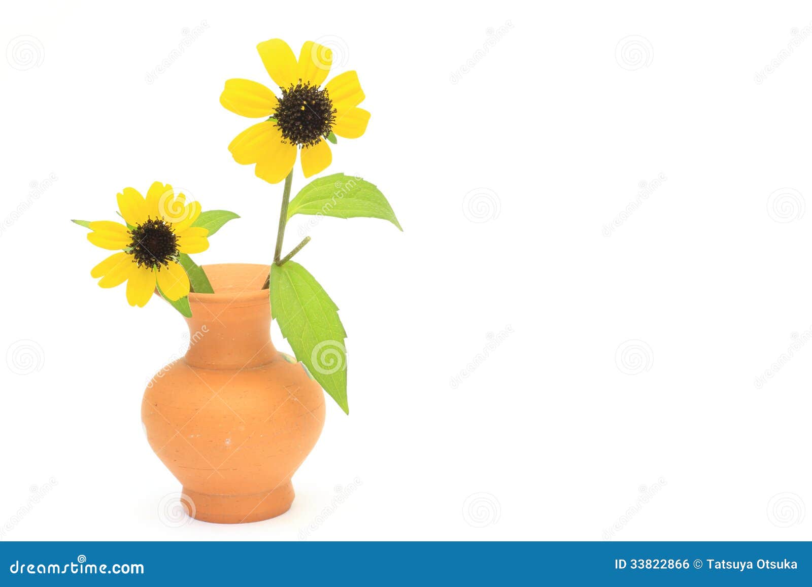 Rudbeckia in a vaase stock photo. Image of isolated, white - 33822866