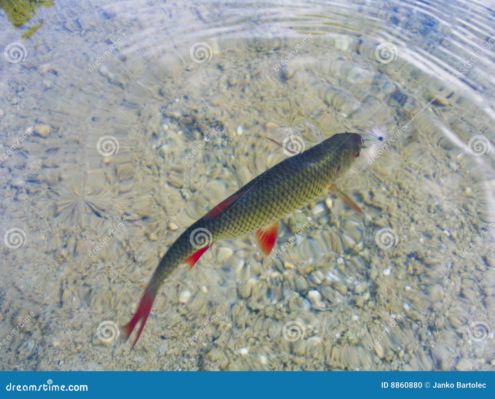 Rudd stock photo. Image of flyfishing, macro, fisheye - 8860880