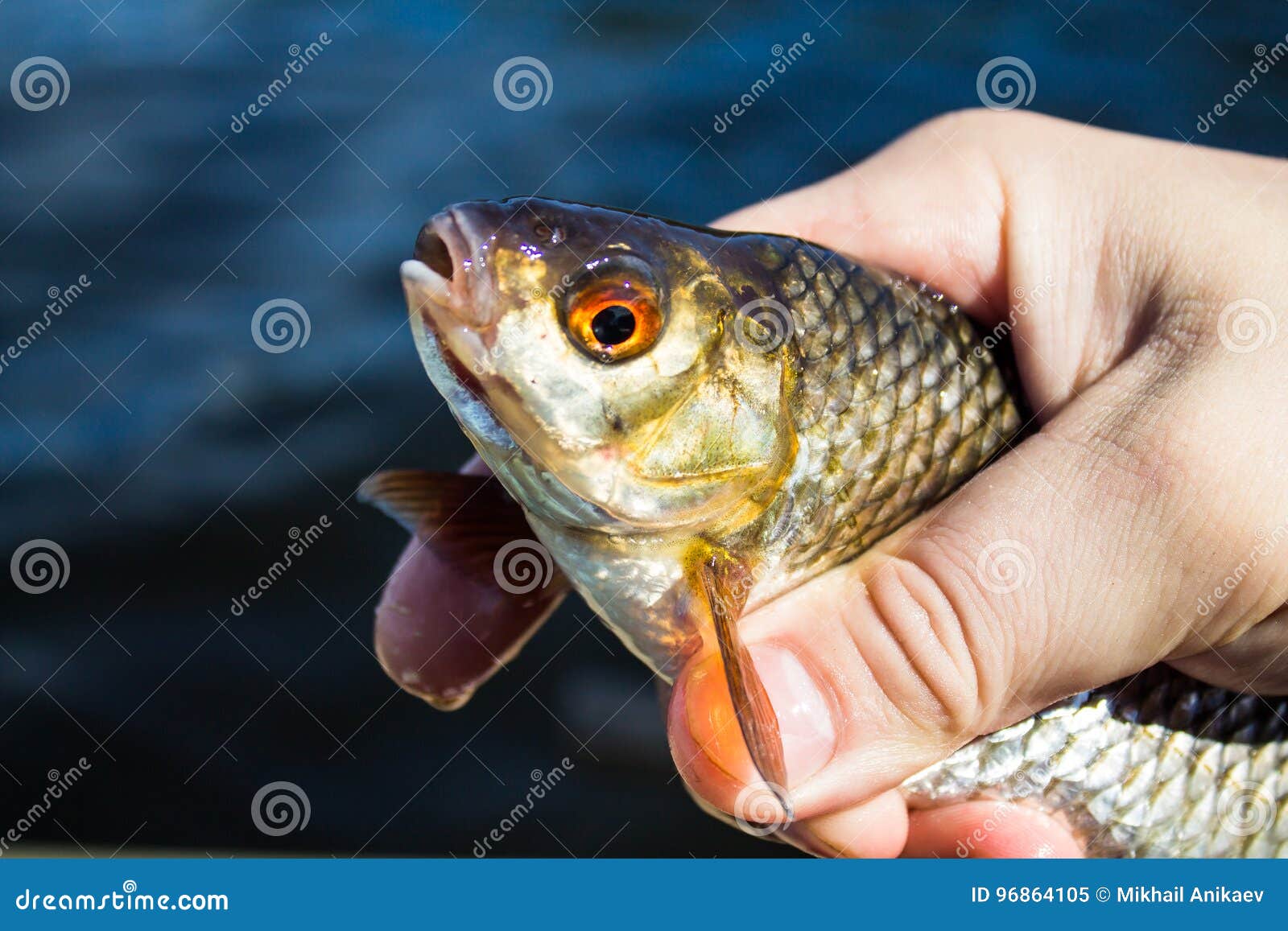 Rudd Caught on Hook Against Water and Cane Stock Image - Image of ...