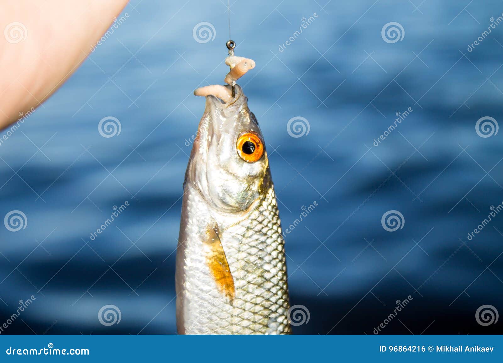 Rudd Caught on Hook Against Water and Cane Stock Photo - Image of ...