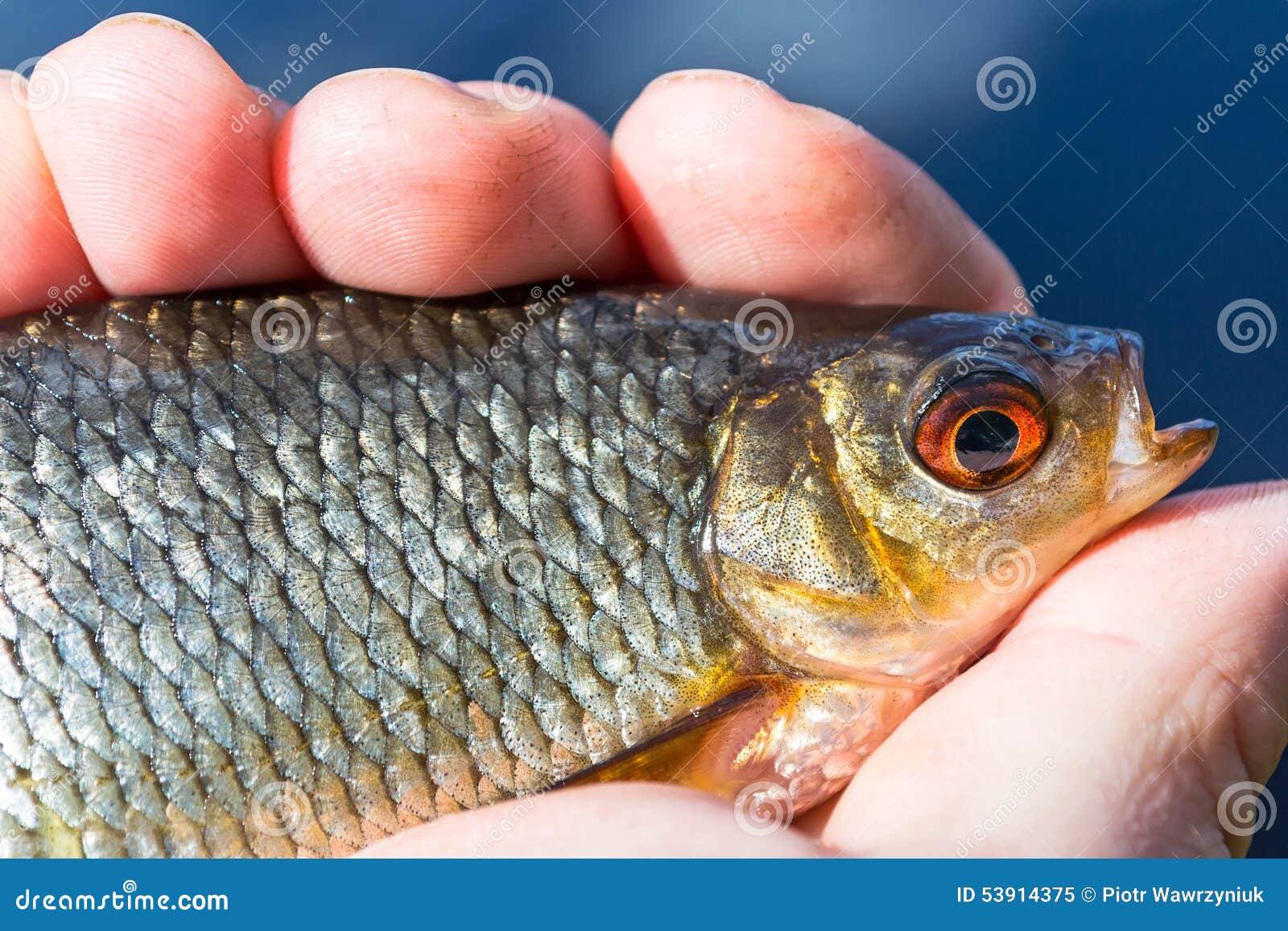 Rudd fish in angler hand stock image. Image of silver - 53914375