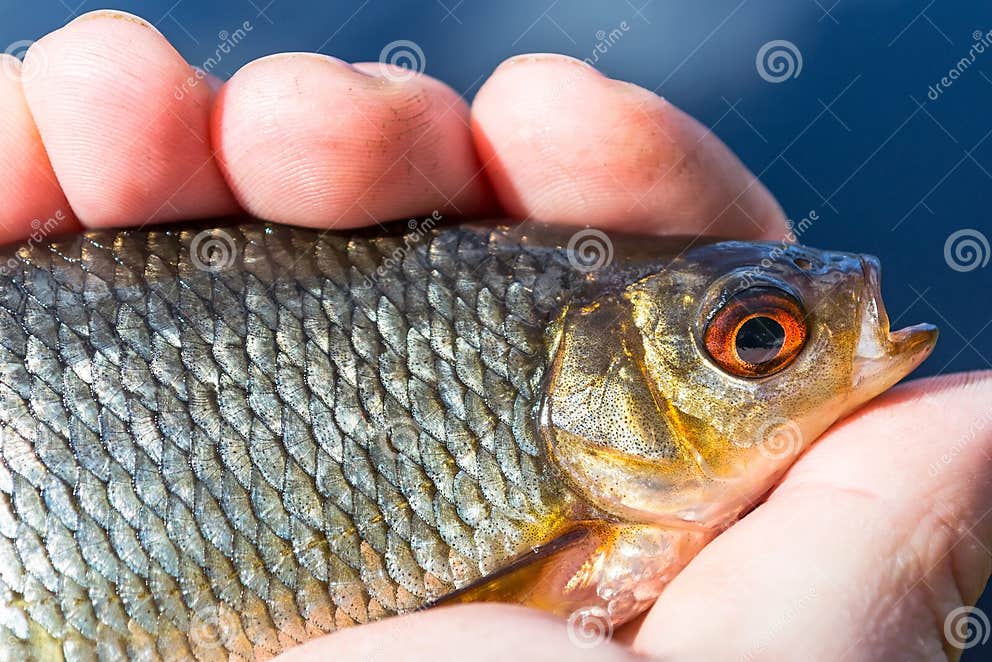Rudd fish in angler hand stock image. Image of silver - 53914375