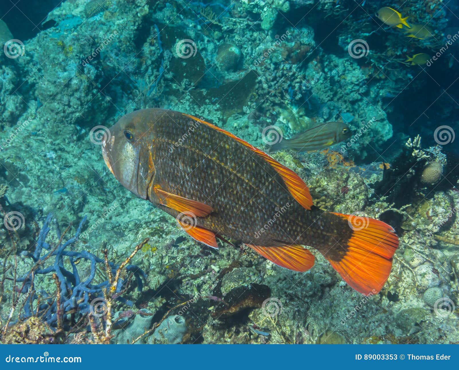 Rudd fish coral reef stock image. Image of fins, equipment - 89003353