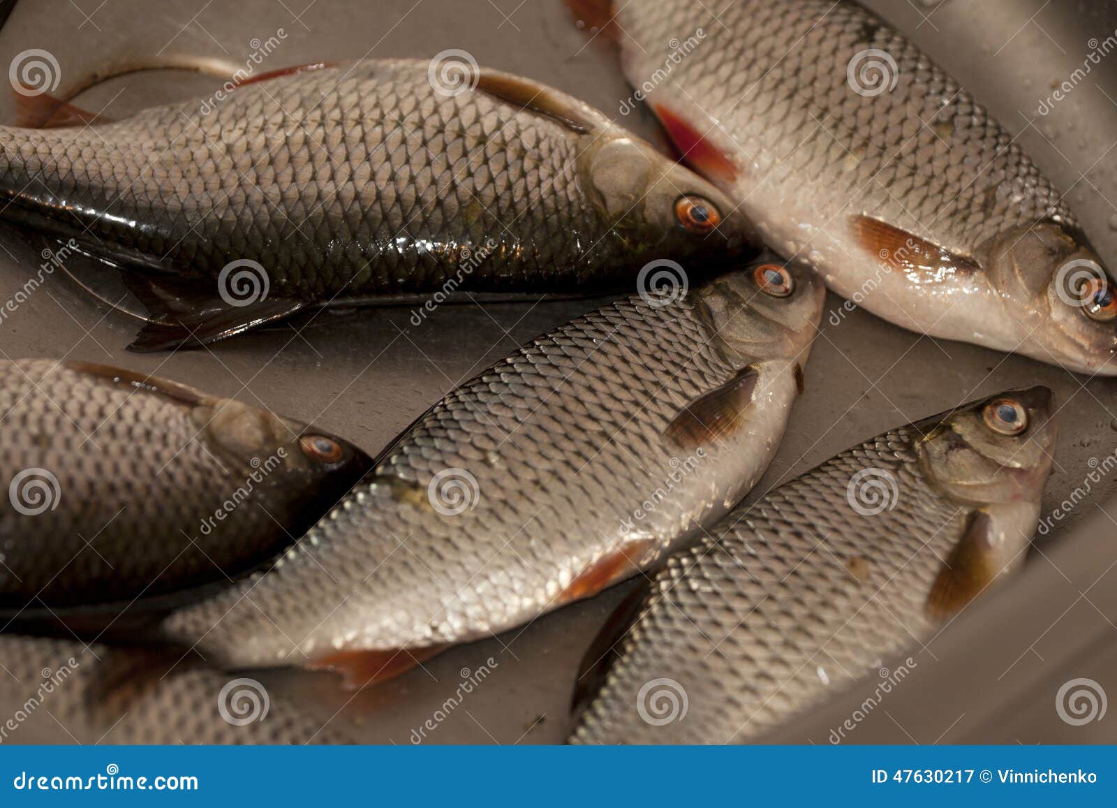Rudd fish on the sink. stock image. Image of natural - 47630217