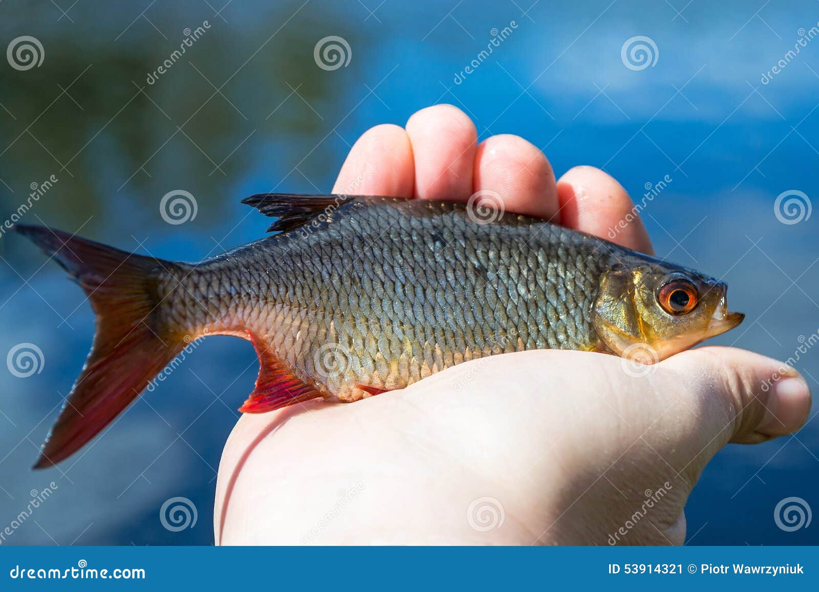 Rudd fishing trophy stock image. Image of enjoyment, lake - 53914321