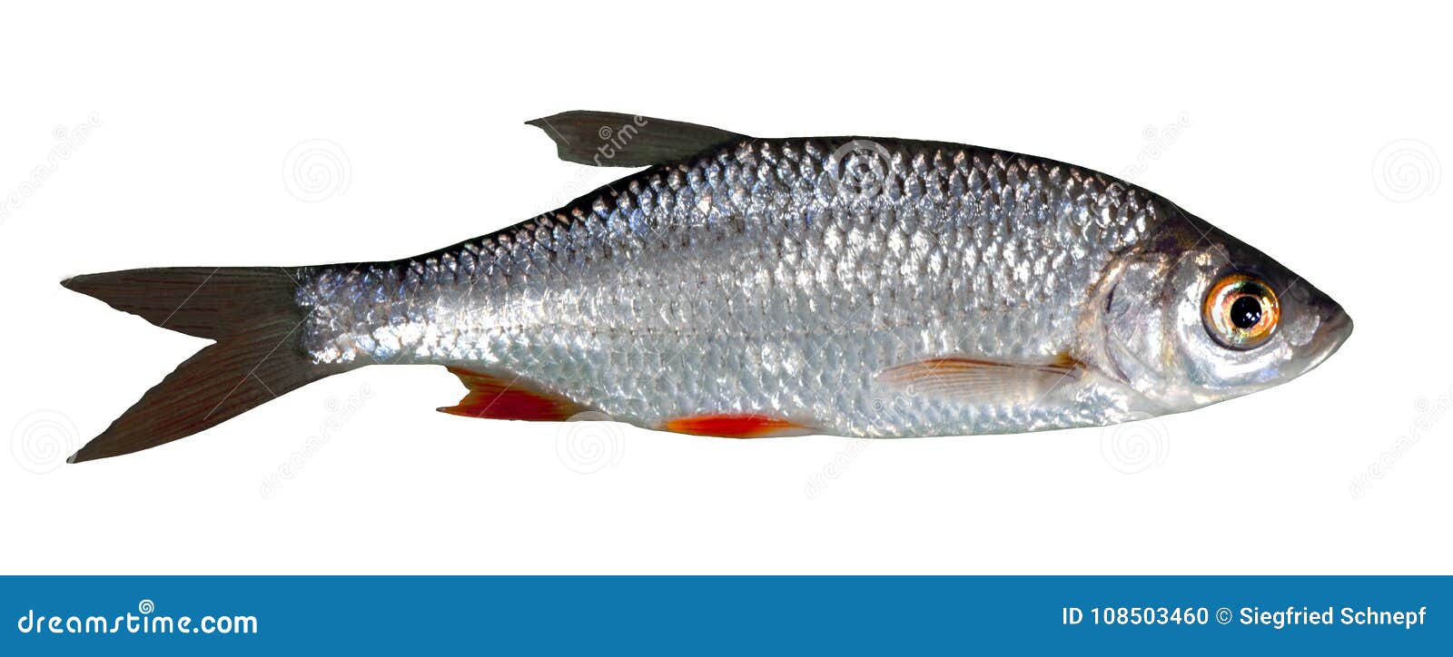 Rudd Freshwater Fish Coop Free Stock Photo - Image of erythrophthalmus ...