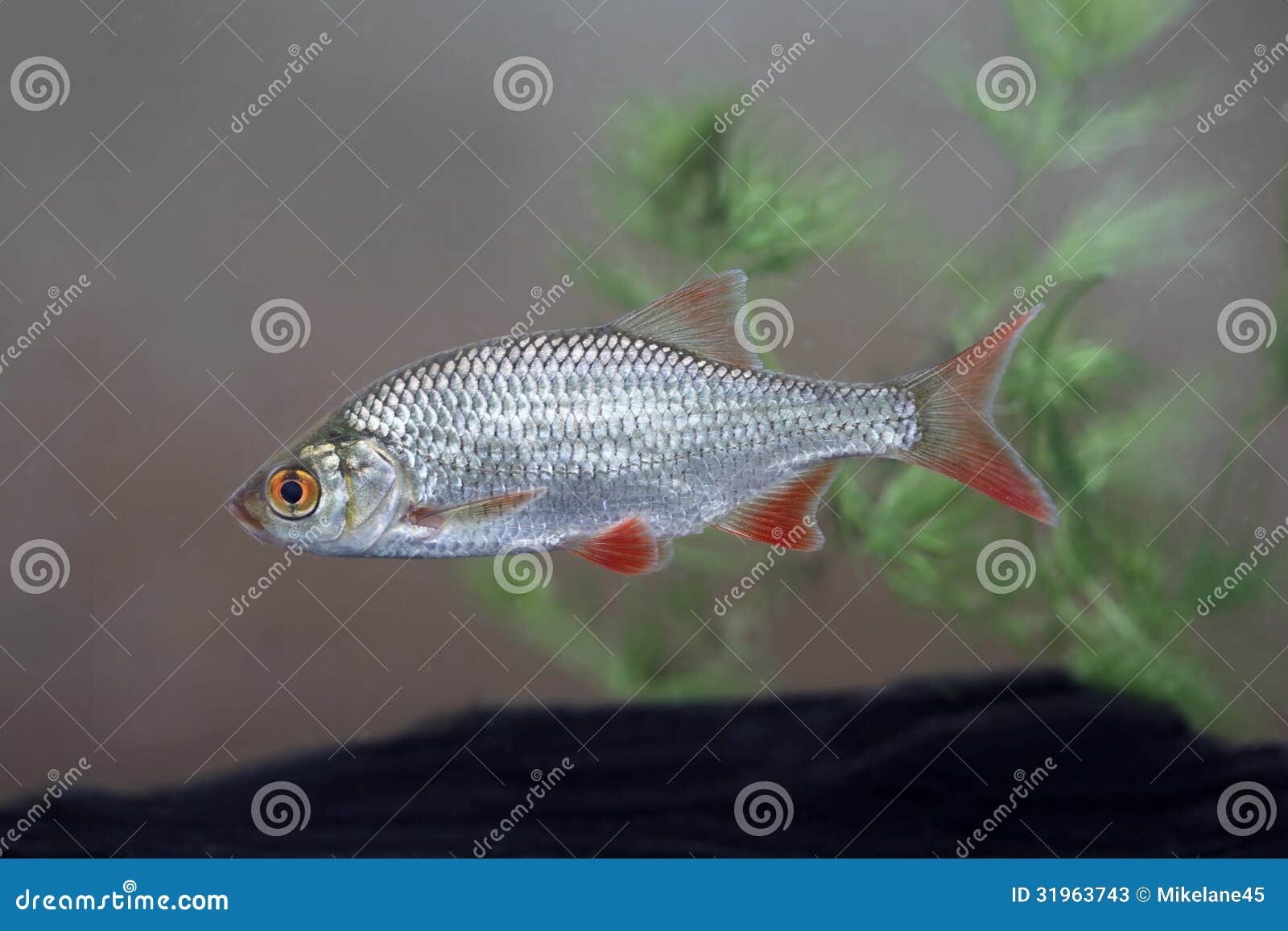 Rudd, Scardinius Erythrophthalmus Stock Image - Image of pool, lake ...