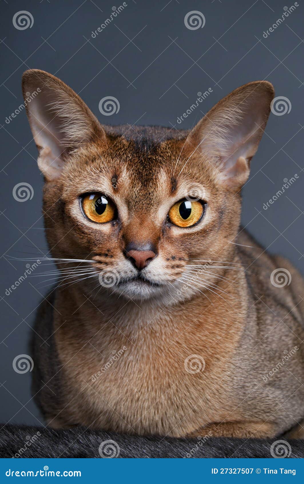 Ruddy Abyssinian Cat stock image. Image of front, small - 27327507