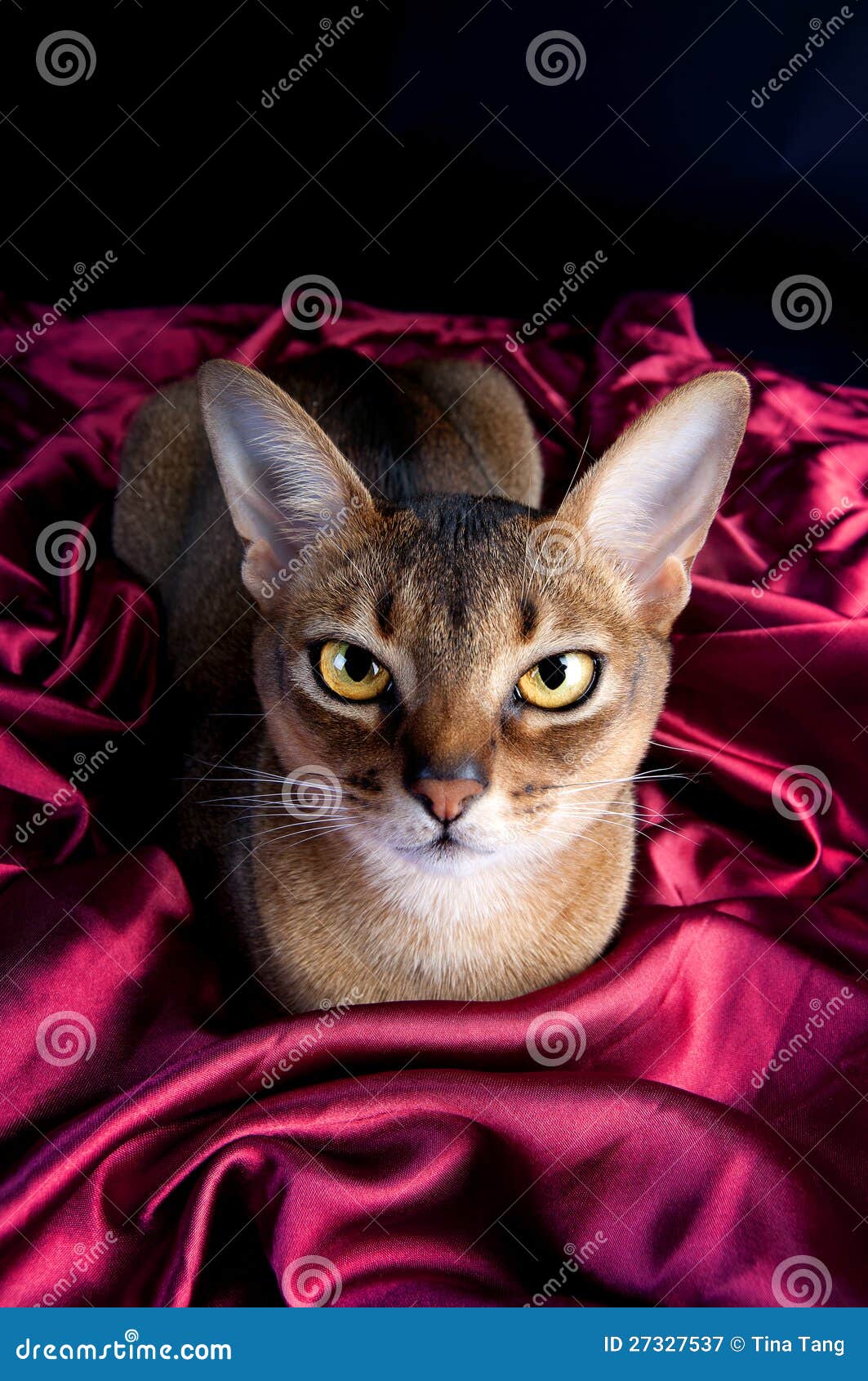 Ruddy Abyssinian Cat stock image. Image of lying, ticked - 27327537