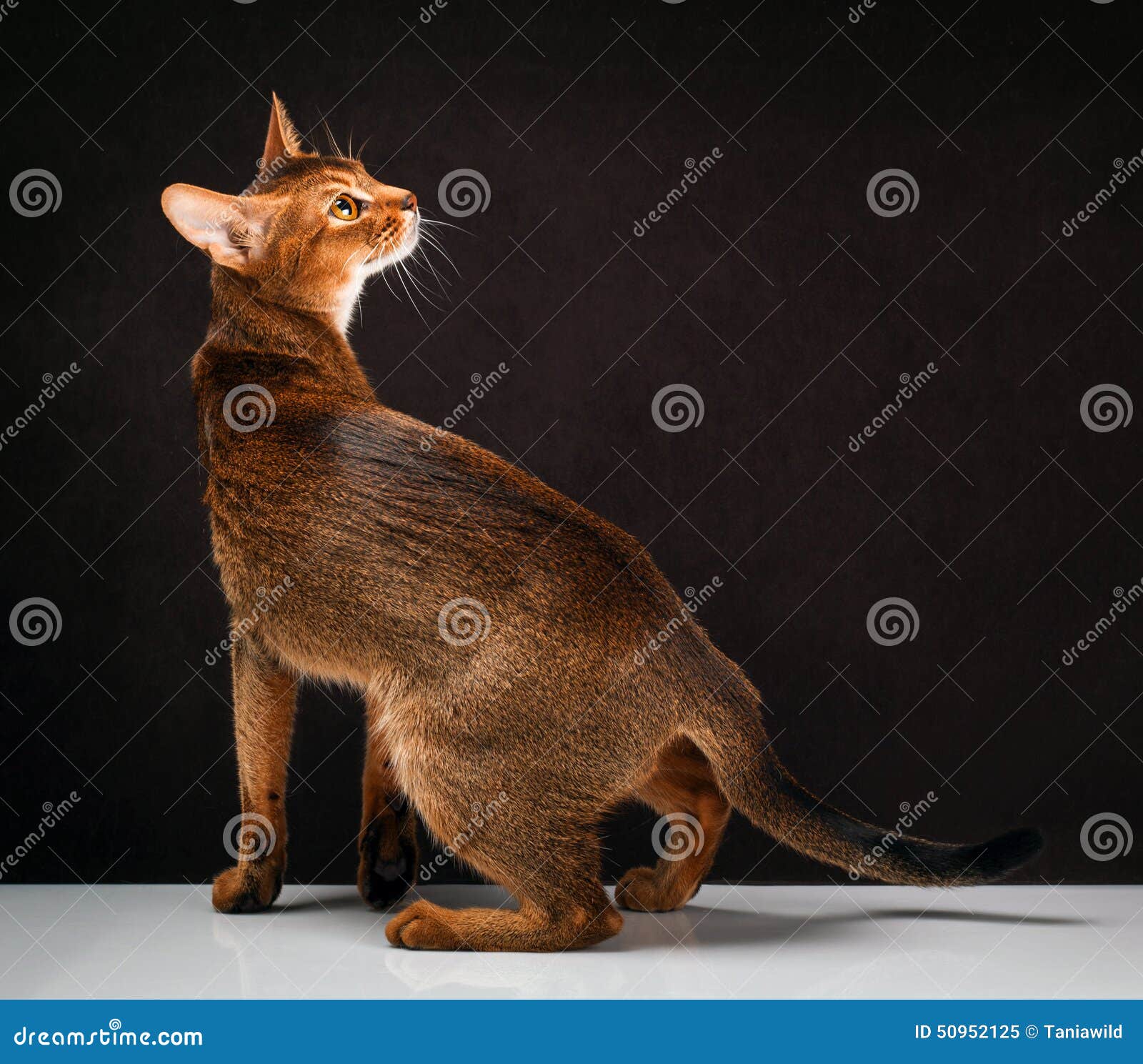 Ruddy Vs Red Abyssinian