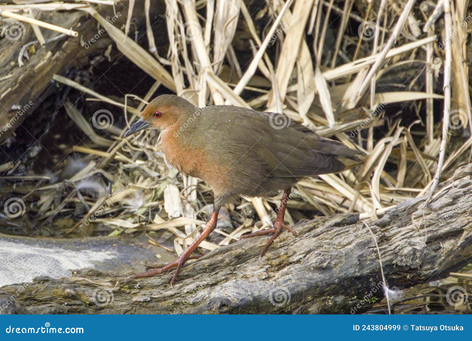 104 Ruddy Crake Stock Photos - Free & Royalty-Free Stock Photos from ...