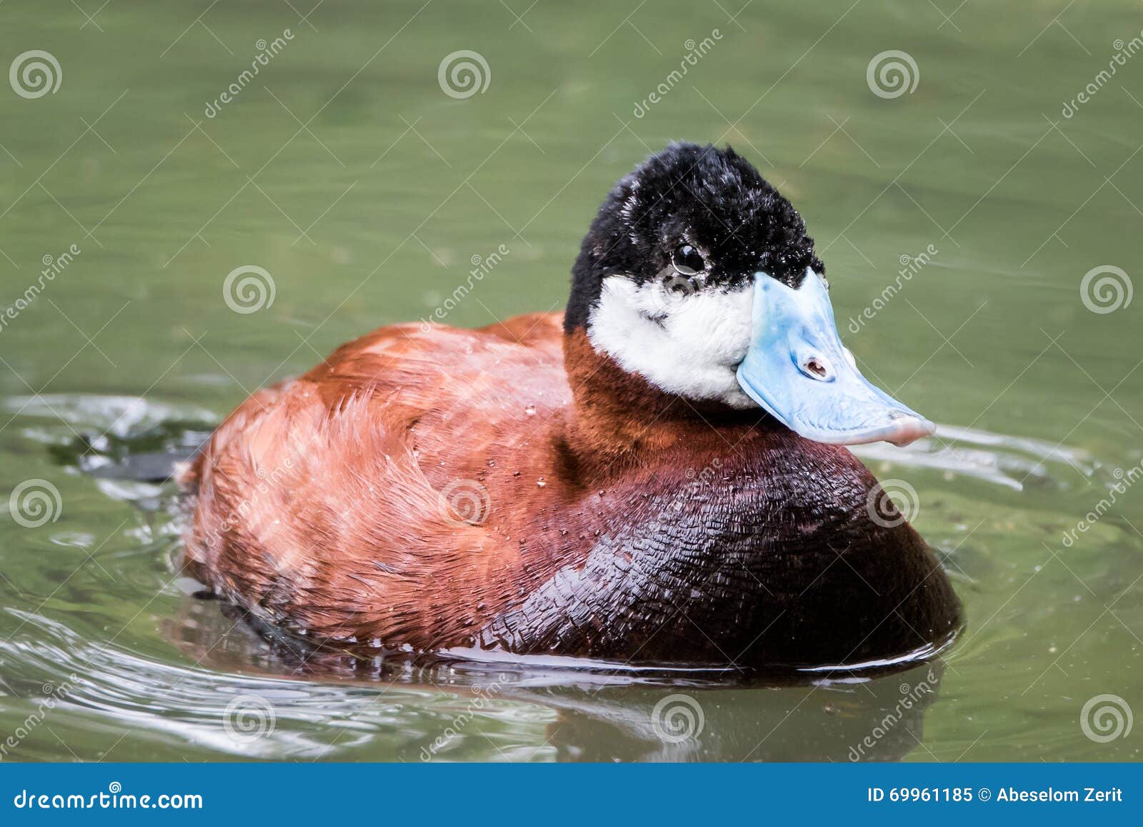 Ruddy Duck stock image. Image of nature, duck, waterfowl - 69961185