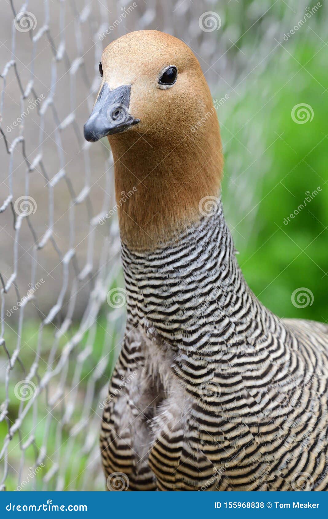 Ruddy Headed Goose Chloephaga Rubidiceps Stock Photo - Image of outdoor ...