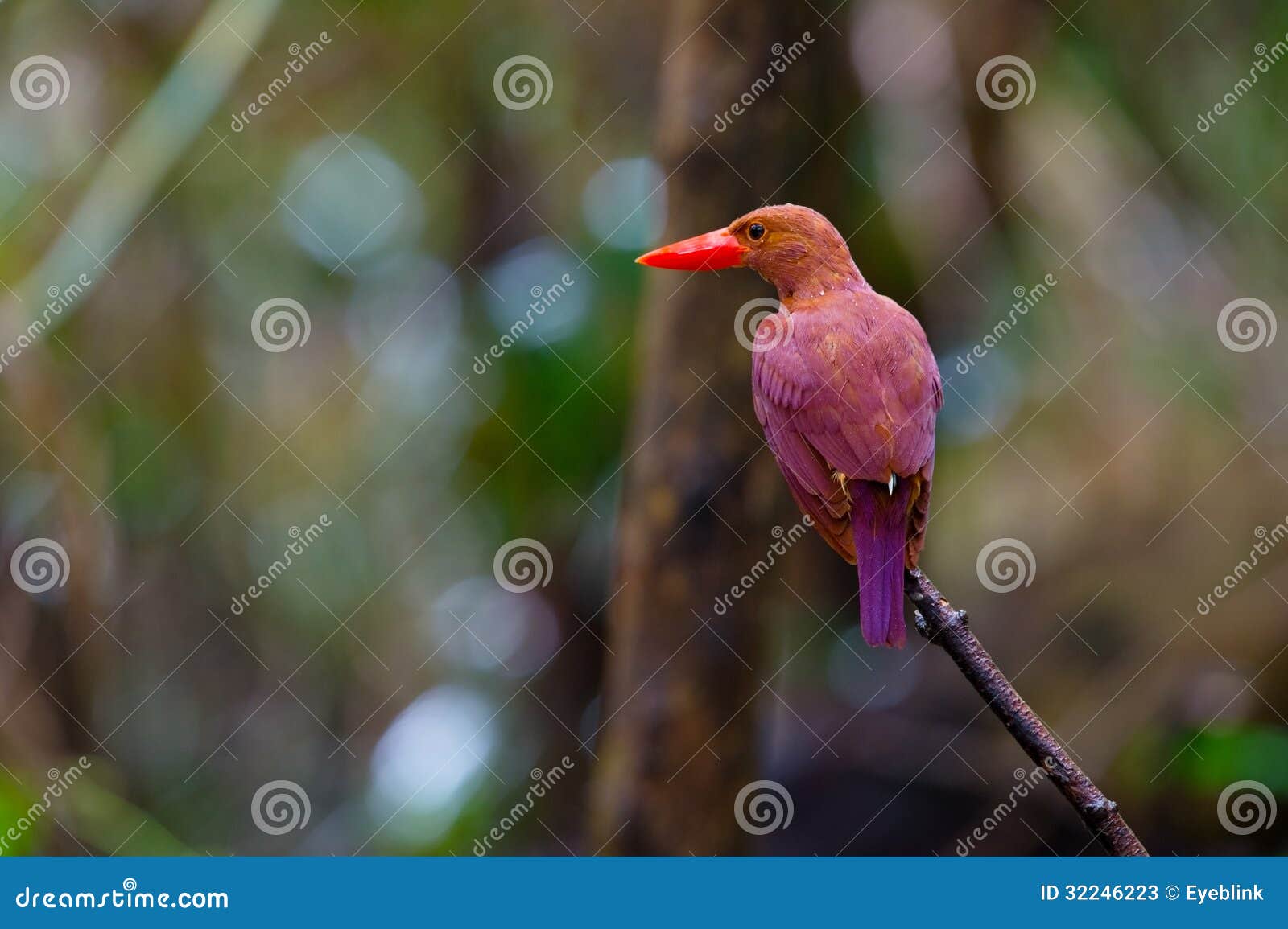 Ruddy Kingfisher-Halcyon Coromanda Bangsi Stock Image - Image of nature ...