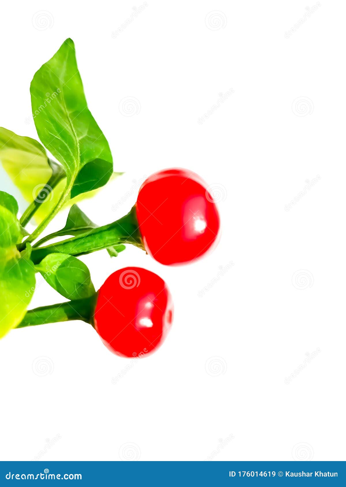 A ruddy red chilli stock image. Image of food, chilli - 176014619