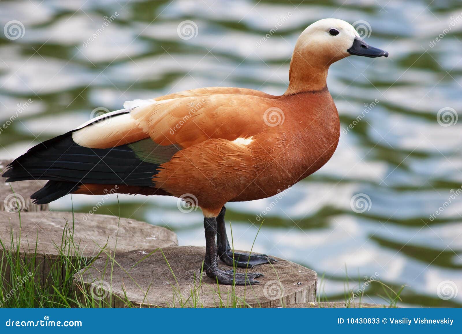 Ruddy Shelduck stock image. Image of animal, wild, habitat - 10430833