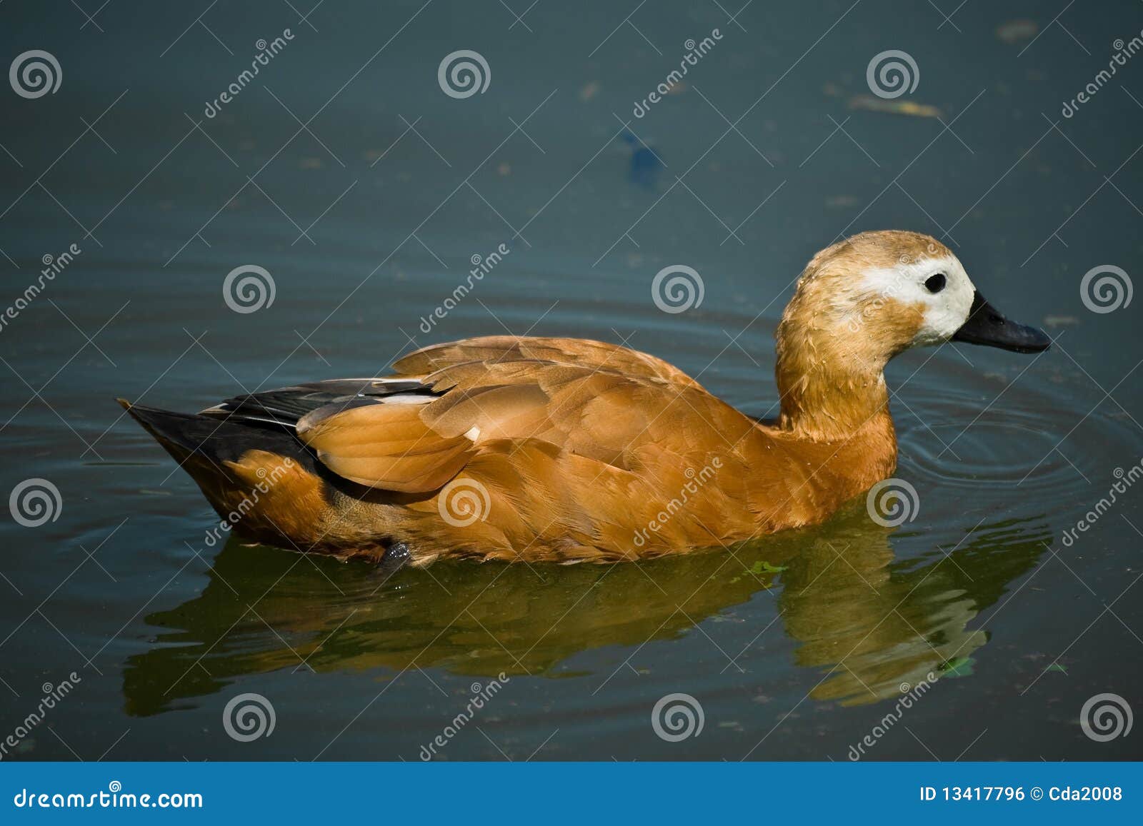 Ruddy Shelduck stock photo. Image of animals, tadorna - 13417796