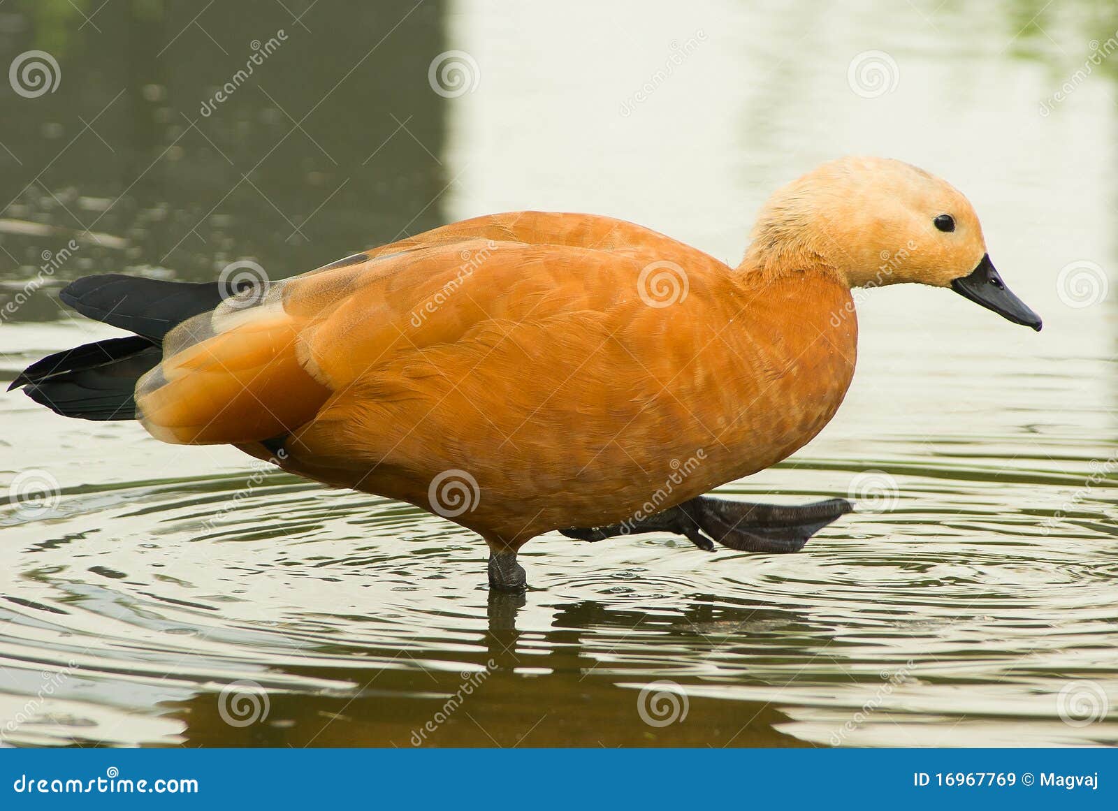 Ruddy Shelduck stock image. Image of cute, environment - 16967769