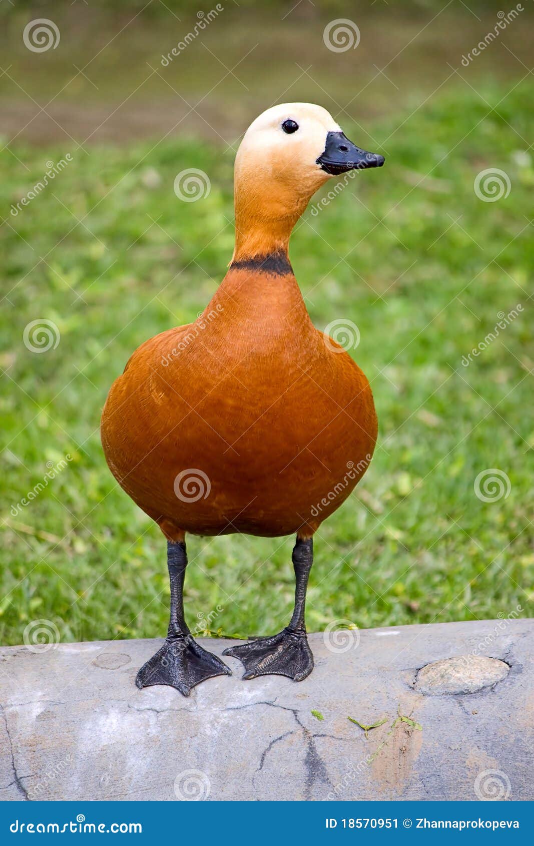 Ruddy Shelduck stock image. Image of posing, portrait - 18570951