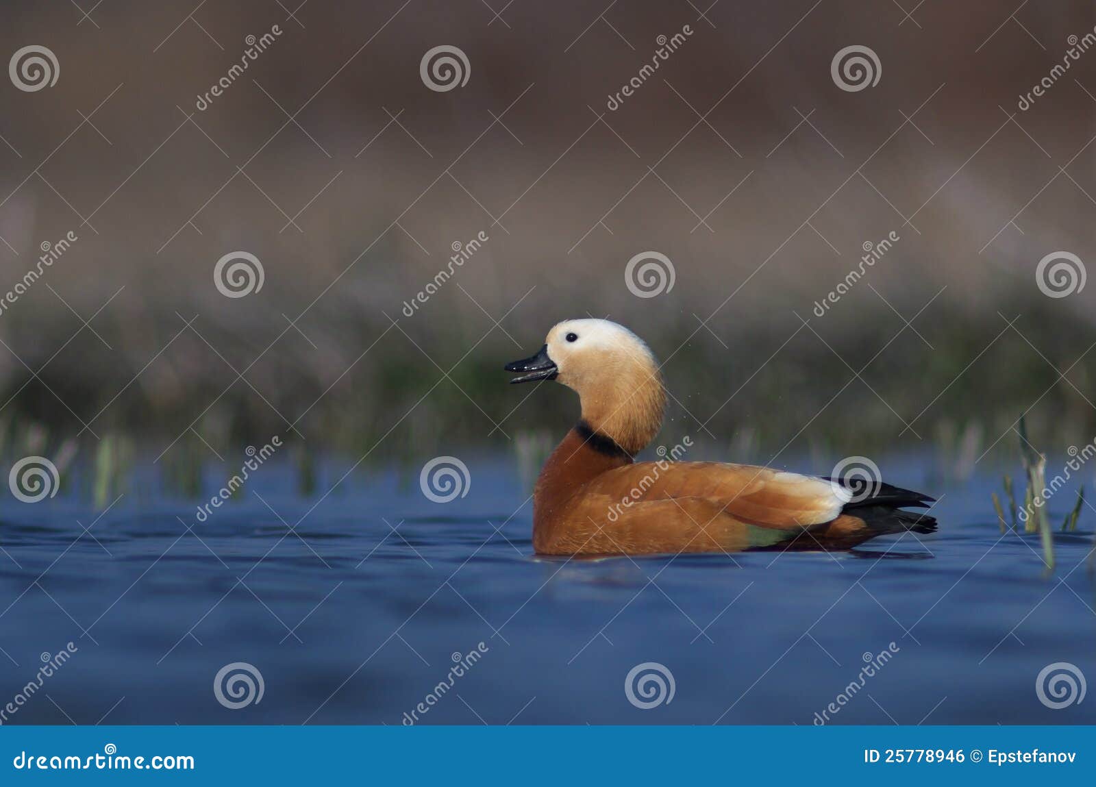 Ruddy Shelduck stock photo. Image of color, bird, ferruginea - 25778946