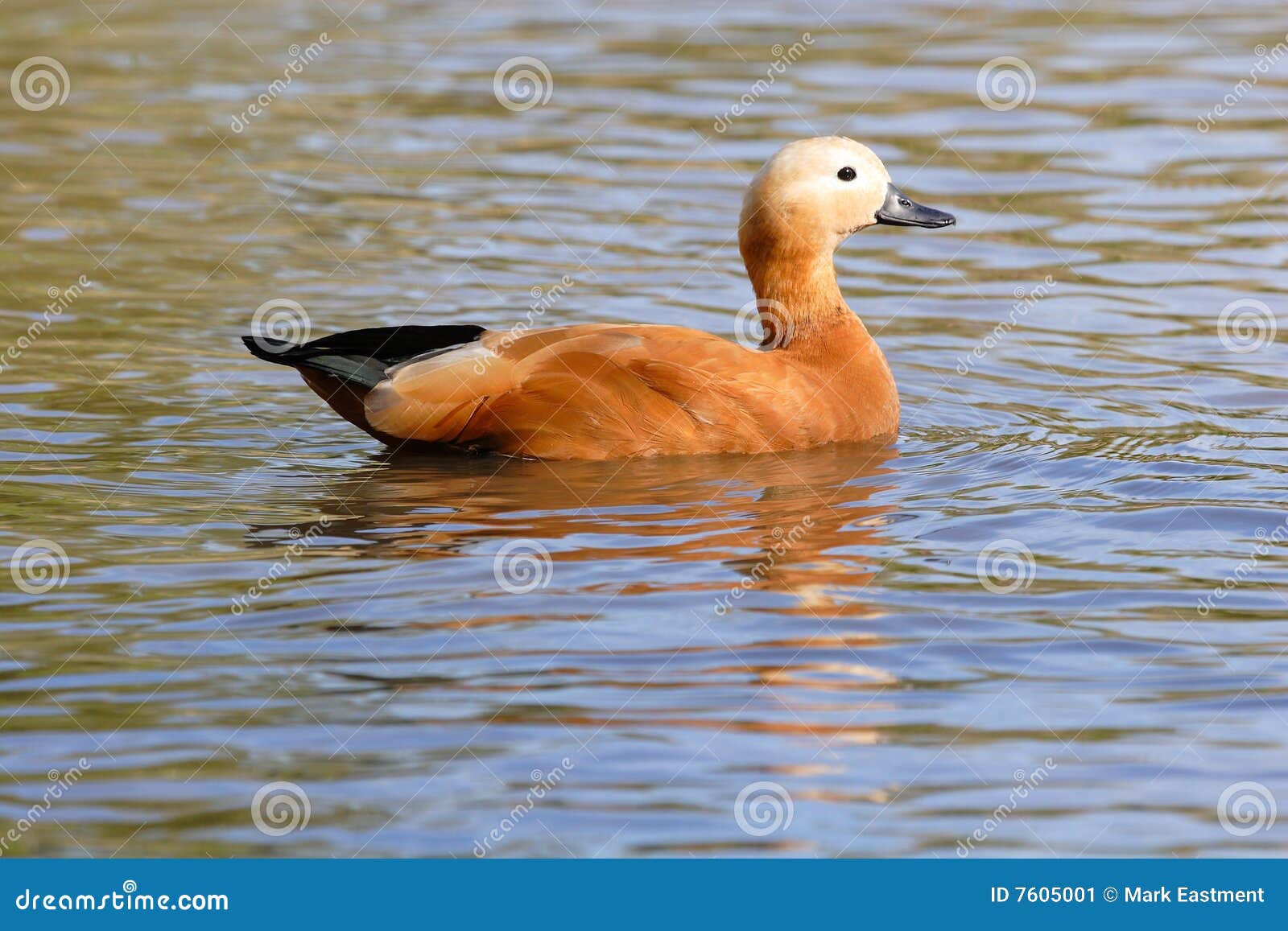 Ruddy Shelduck stock image. Image of wild, bird, lake - 7605001