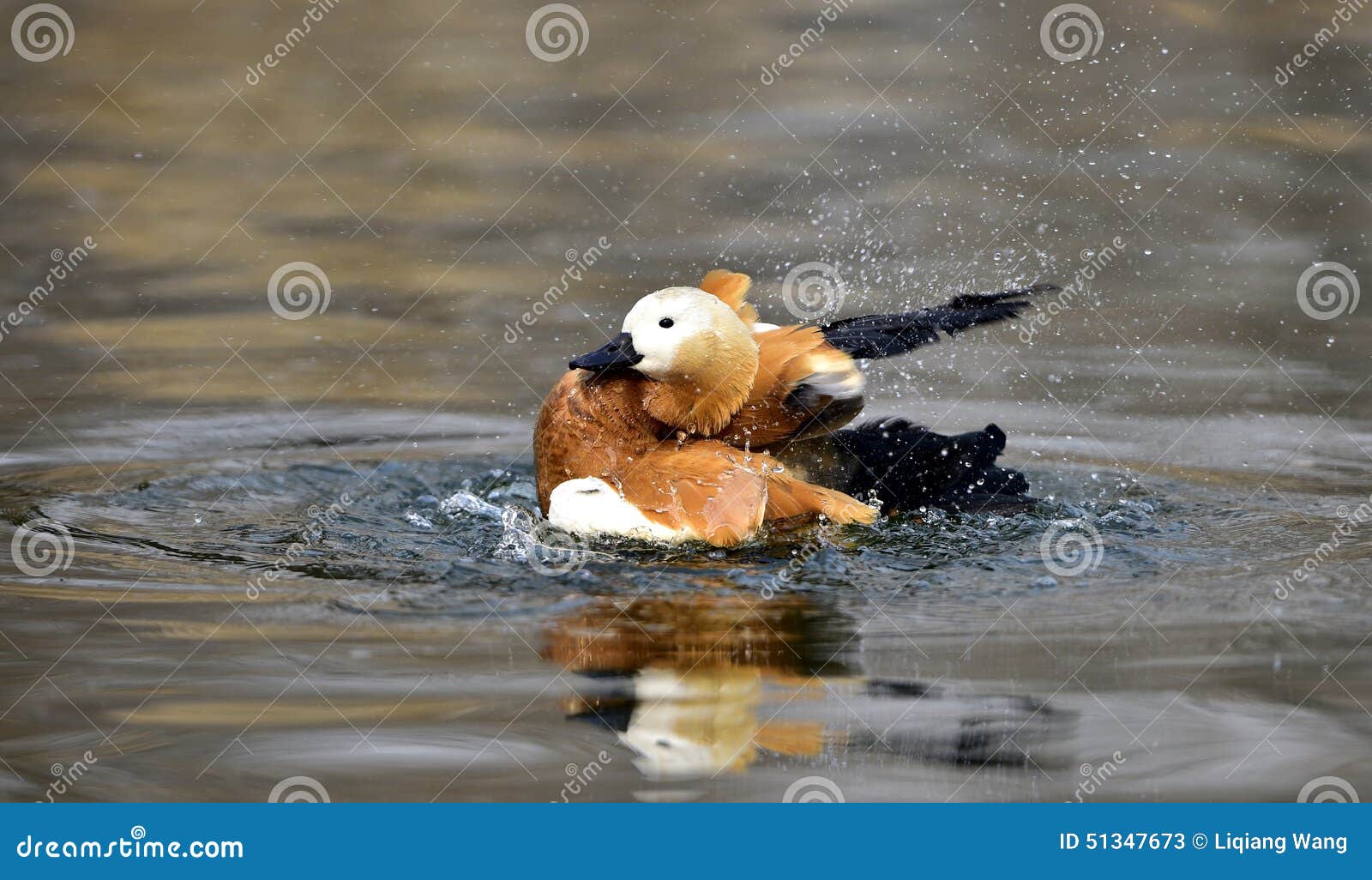 Ruddy Shelduck stock image. Image of decoration, background - 51347673