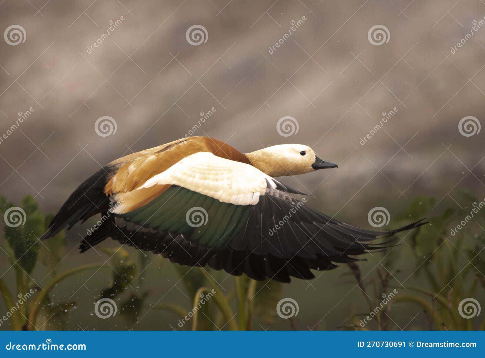 Ruddy Shelduck in flight stock image. Image of beautiful - 270730691
