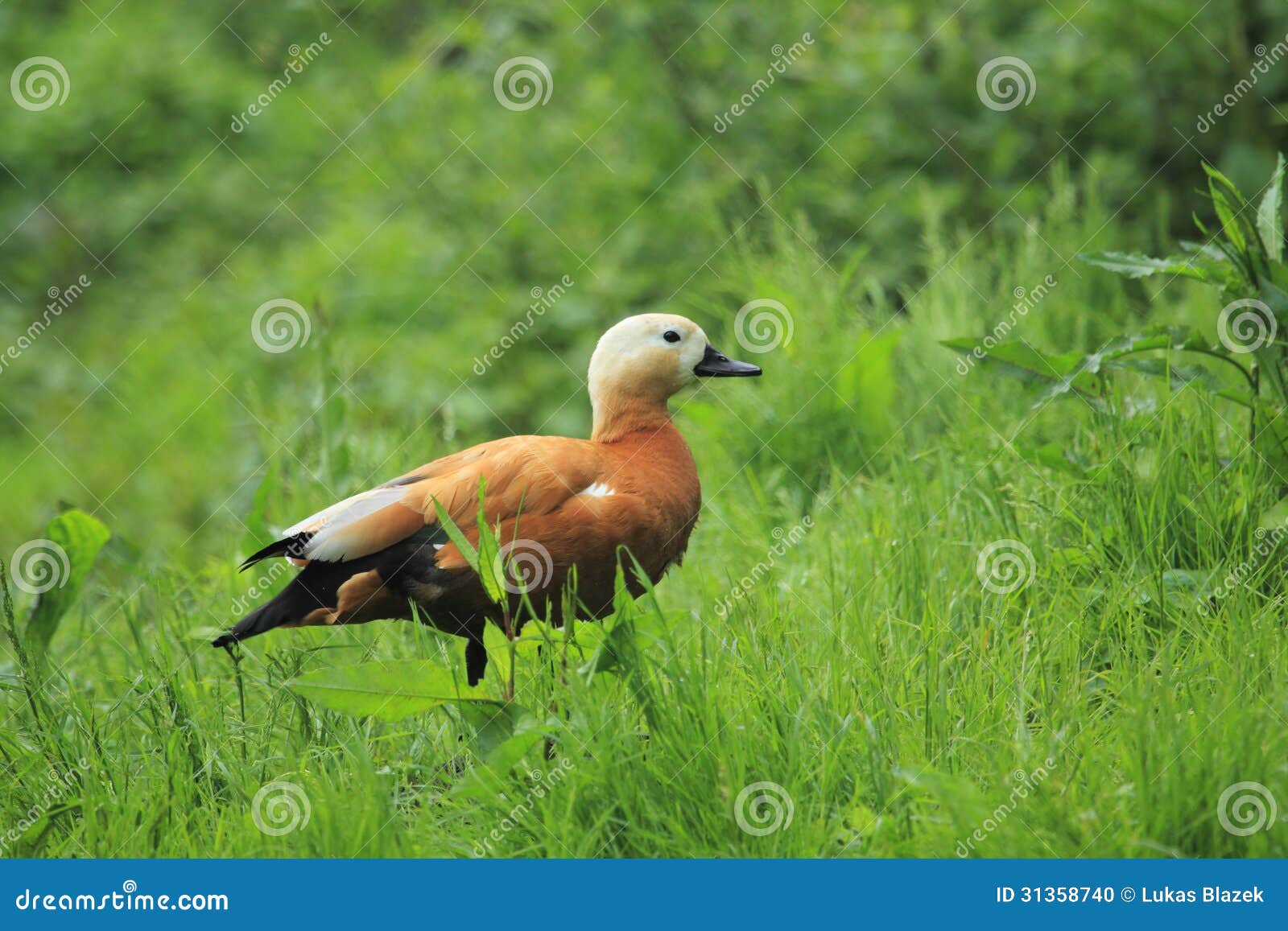 Ruddy shelduck stock photo. Image of ruddy, duck, adult - 31358740