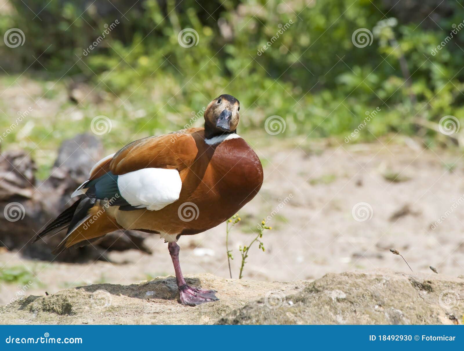 Ruddy Shelduck Hybrid stock photo. Image of wing, camera - 18492930