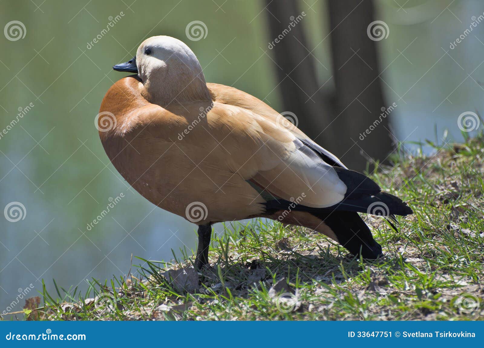 Ruddy shelduck stock image. Image of green, pond, shelduck - 33647751