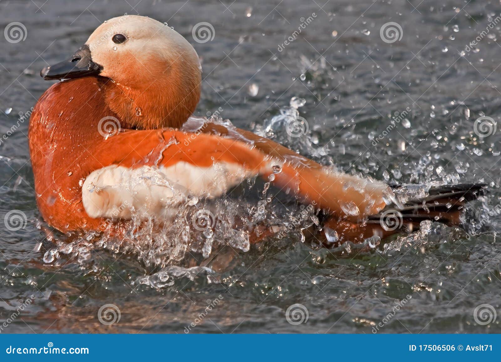 Ruddy Shelduck in a Spray of Water Stock Photo - Image of fowl, outdoor ...