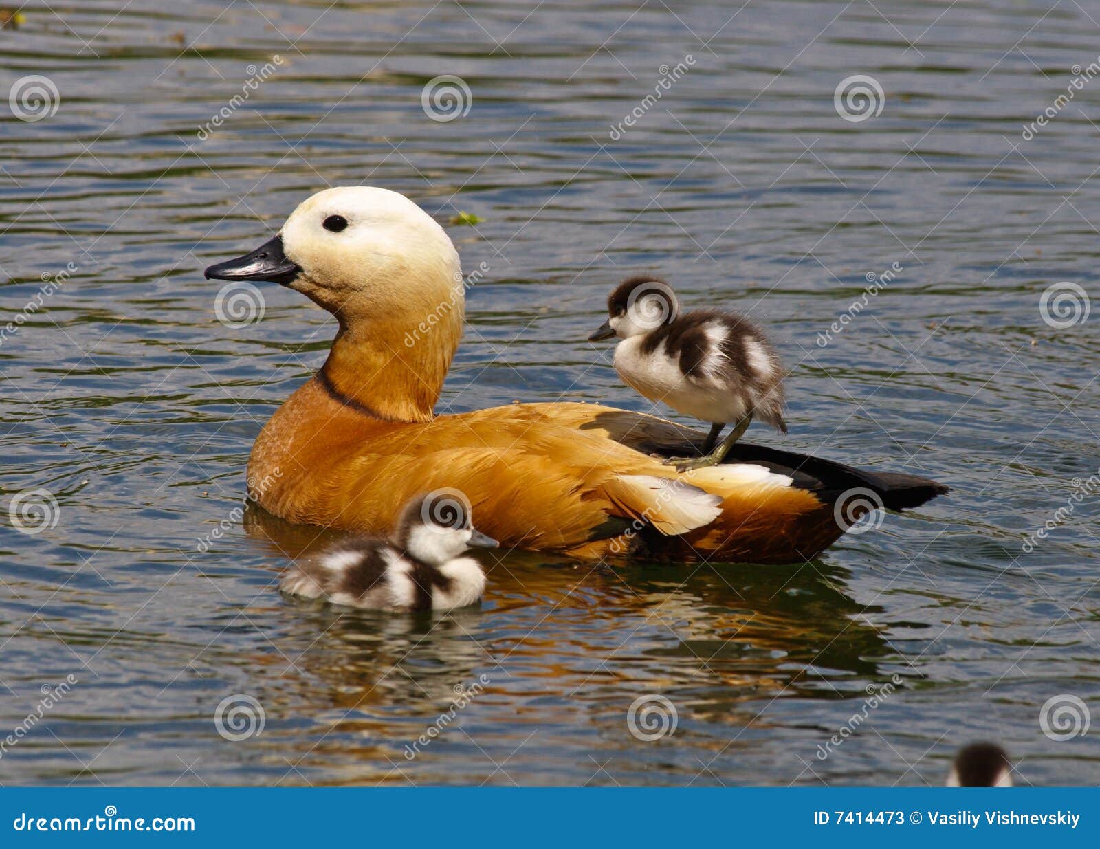 Ruddy Shelduck (Tadorna Ferruginea) Stock Image - Image of pond, care ...