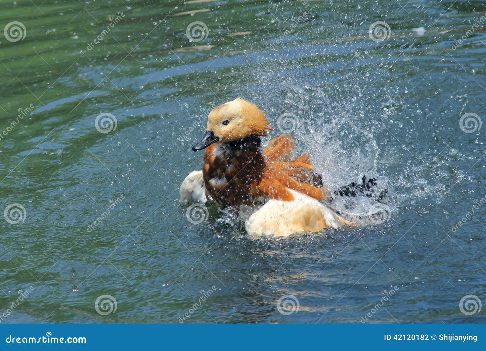 Ruddy Shelduck stock photo. Image of wigeon, bird, animals - 42120182
