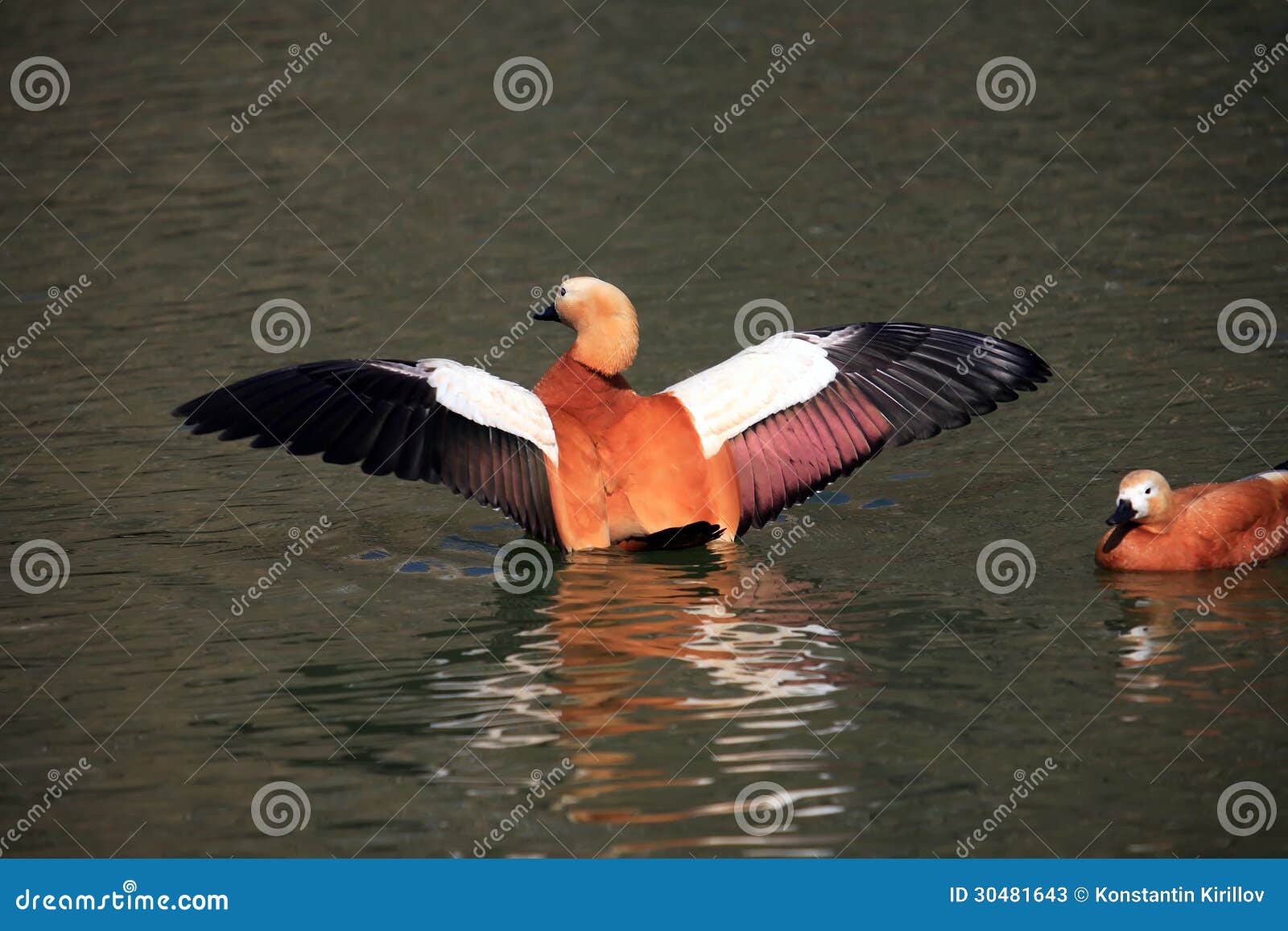 Ruddy Shelducks stock image. Image of fauna, sheldrake - 30481643