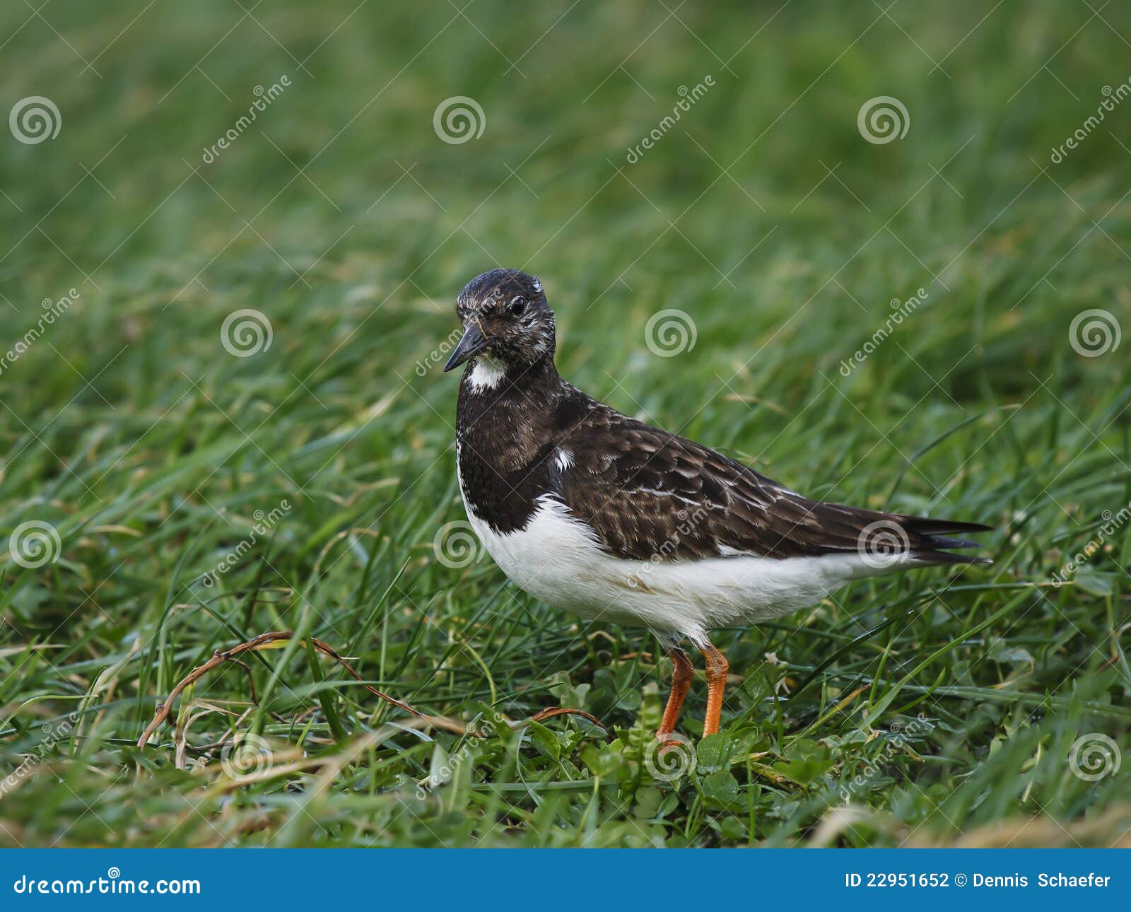 Ruddy Turnstone stock photo. Image of bird, beak, ruddy - 22951652