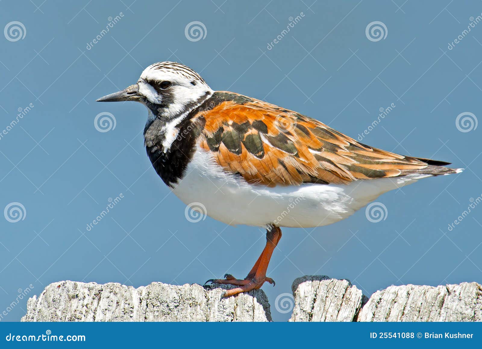 Ruddy Turnstone stock photo. Image of interpres, marsh - 25541088