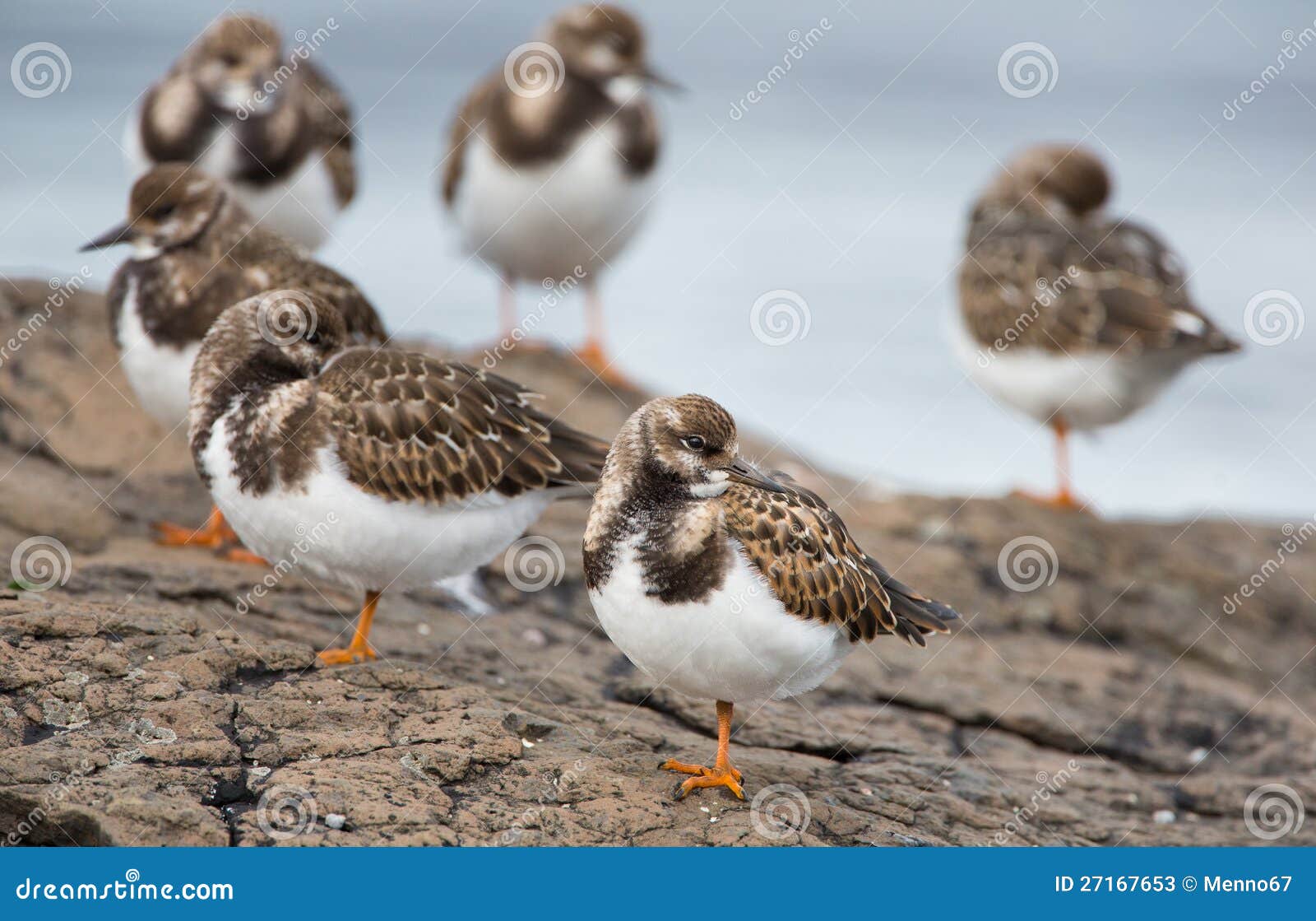 Ruddy Turnstone stock image. Image of beak, colorful - 27167653