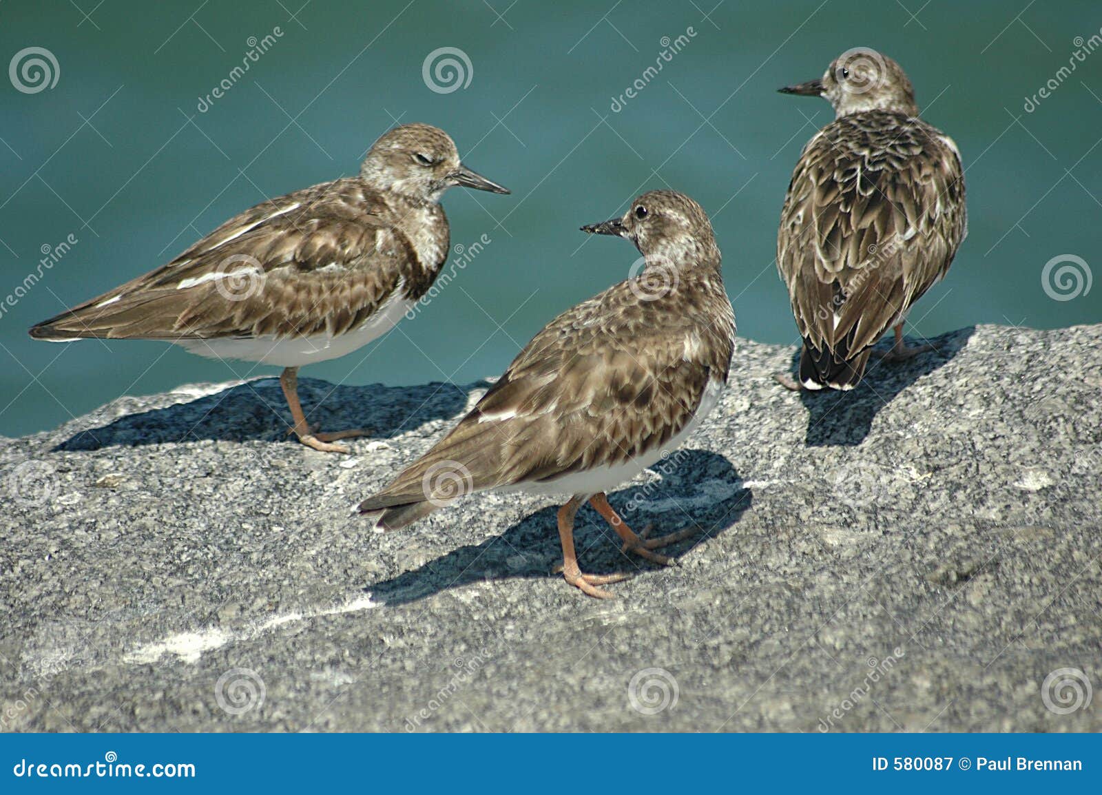 Ruddy Turnstone stock image. Image of shells, beaches, rocks - 580087