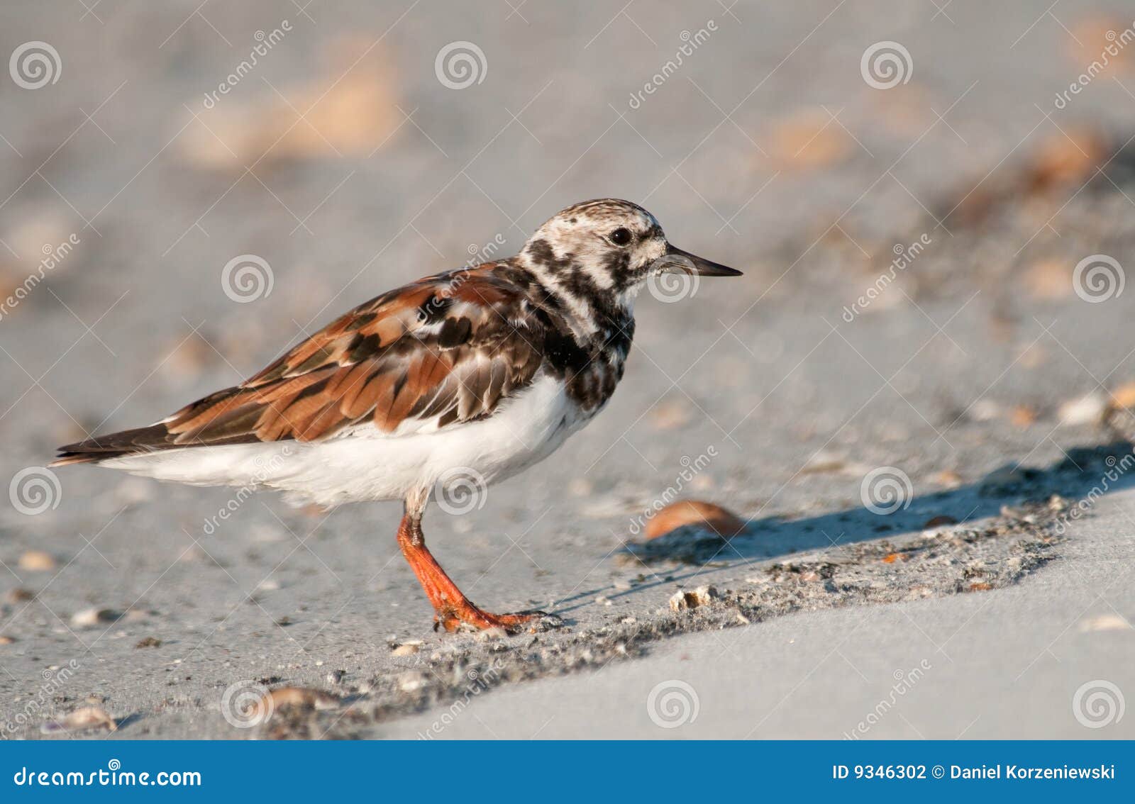 Ruddy Turnstone stock photo. Image of bird, coast, animals - 9346302