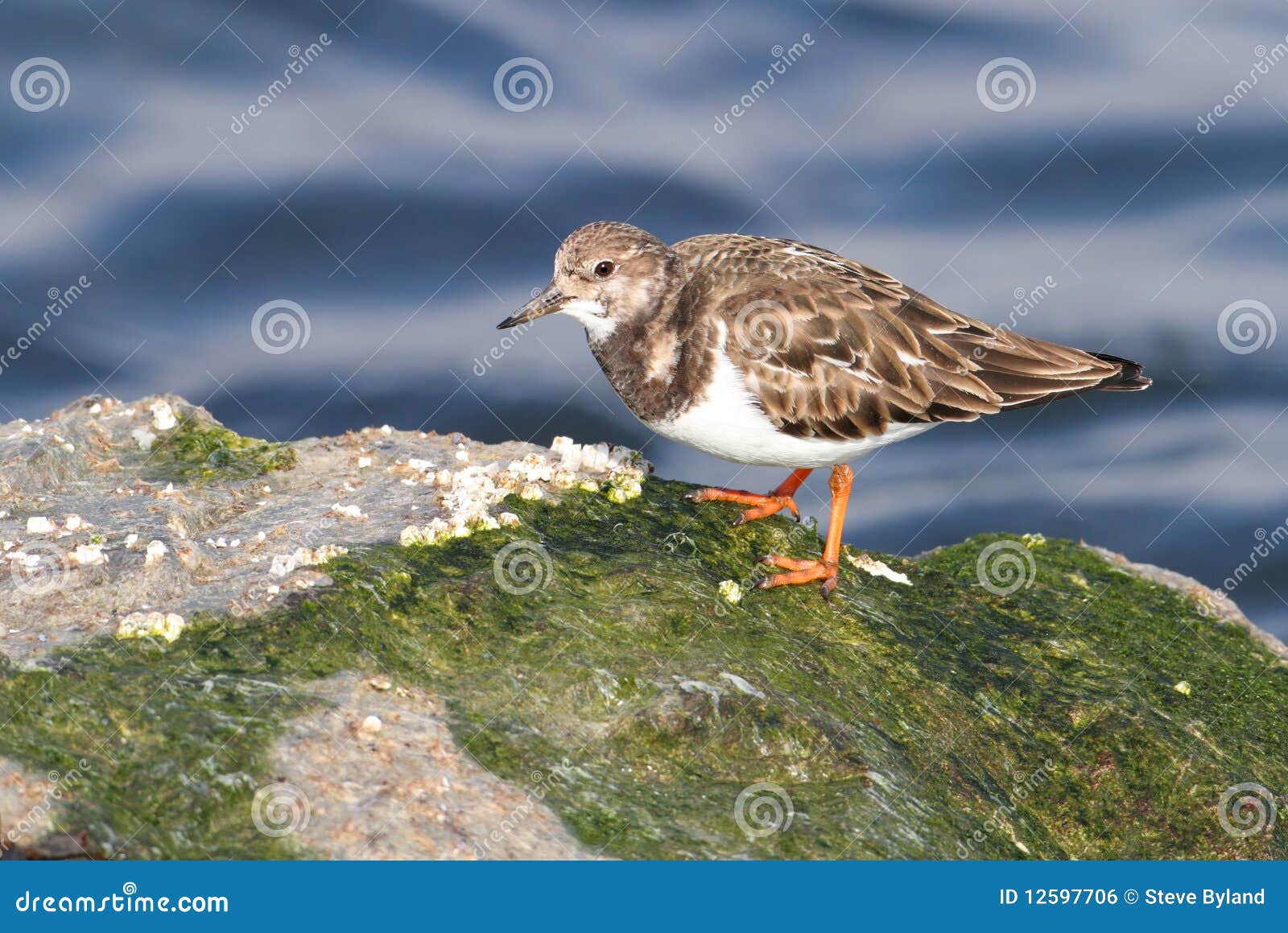 Ruddy Turnstone (Arenaria Interpres) Stock Photo - Image of birds ...