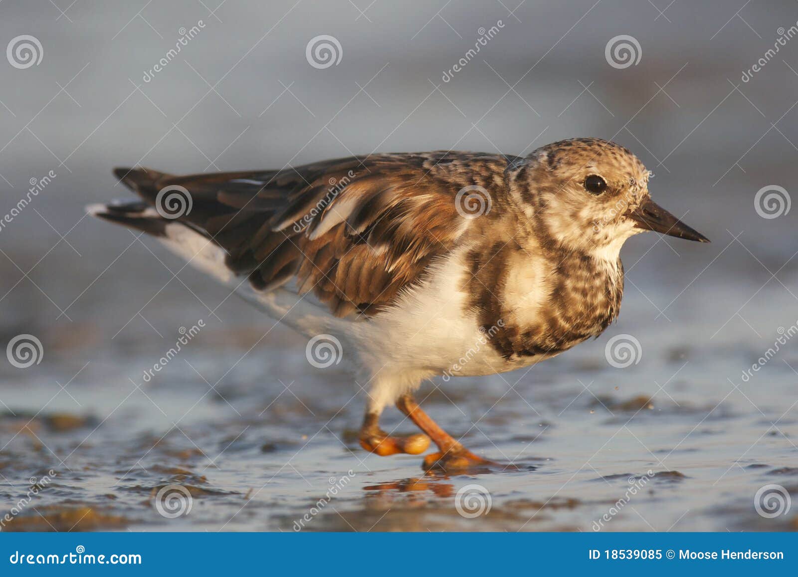 Ruddy Turnstone, Arenaria Interpres Stock Image - Image of ...