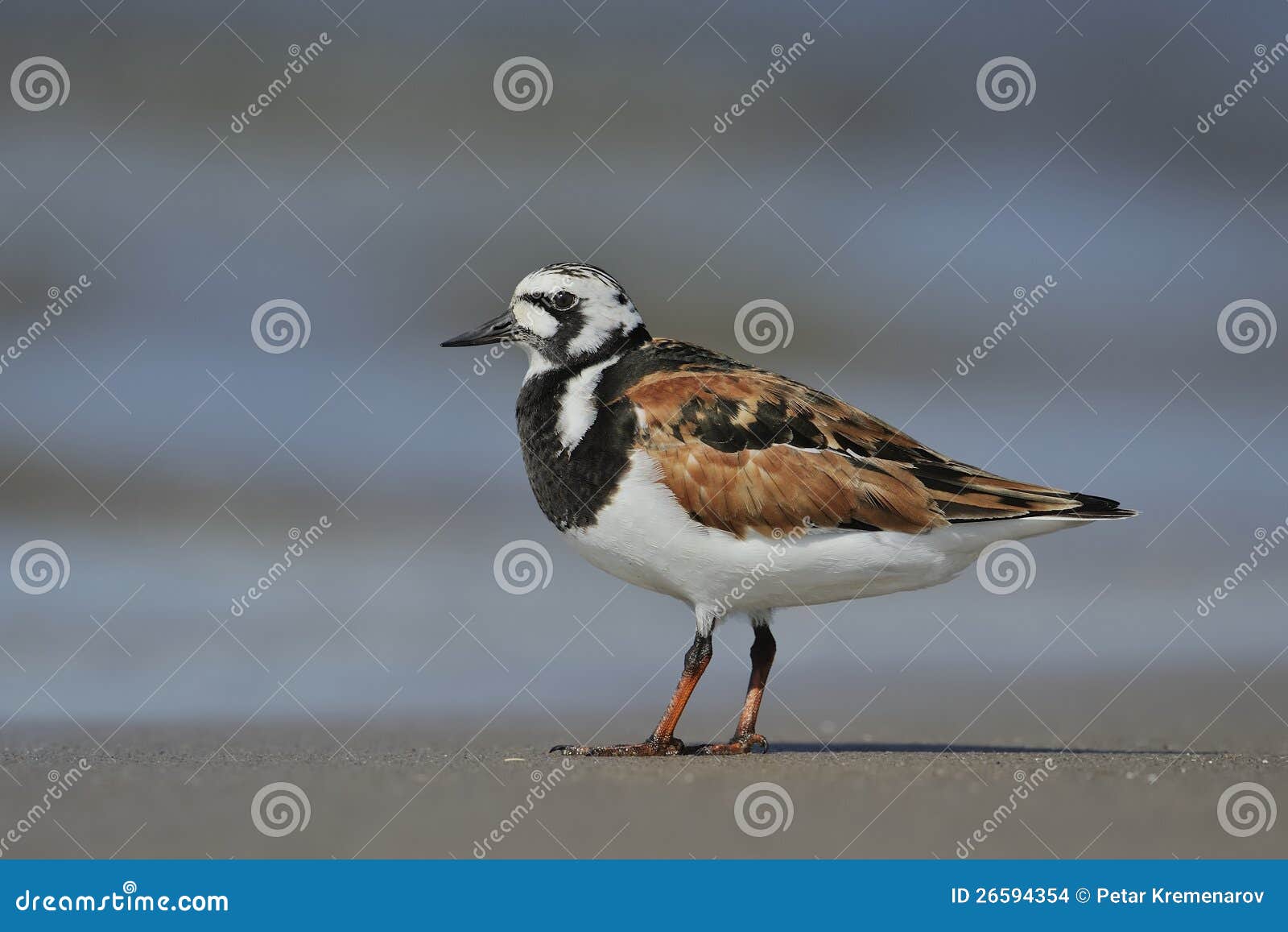 Ruddy Turnstone Bird Royalty-Free Stock Photography | CartoonDealer.com ...