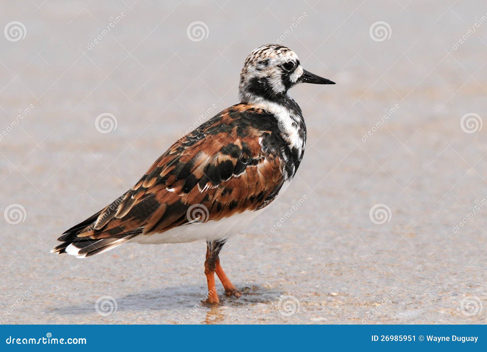 Ruddy Turnstone bird stock image. Image of nature, feather - 26985951
